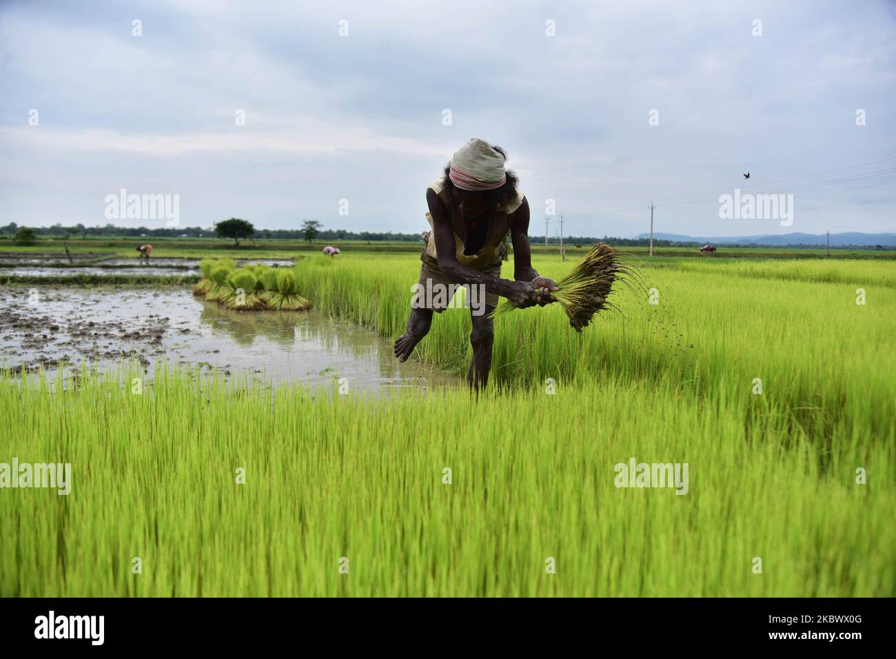 Nagaon district of assam hi-res stock photography and images - Alamy