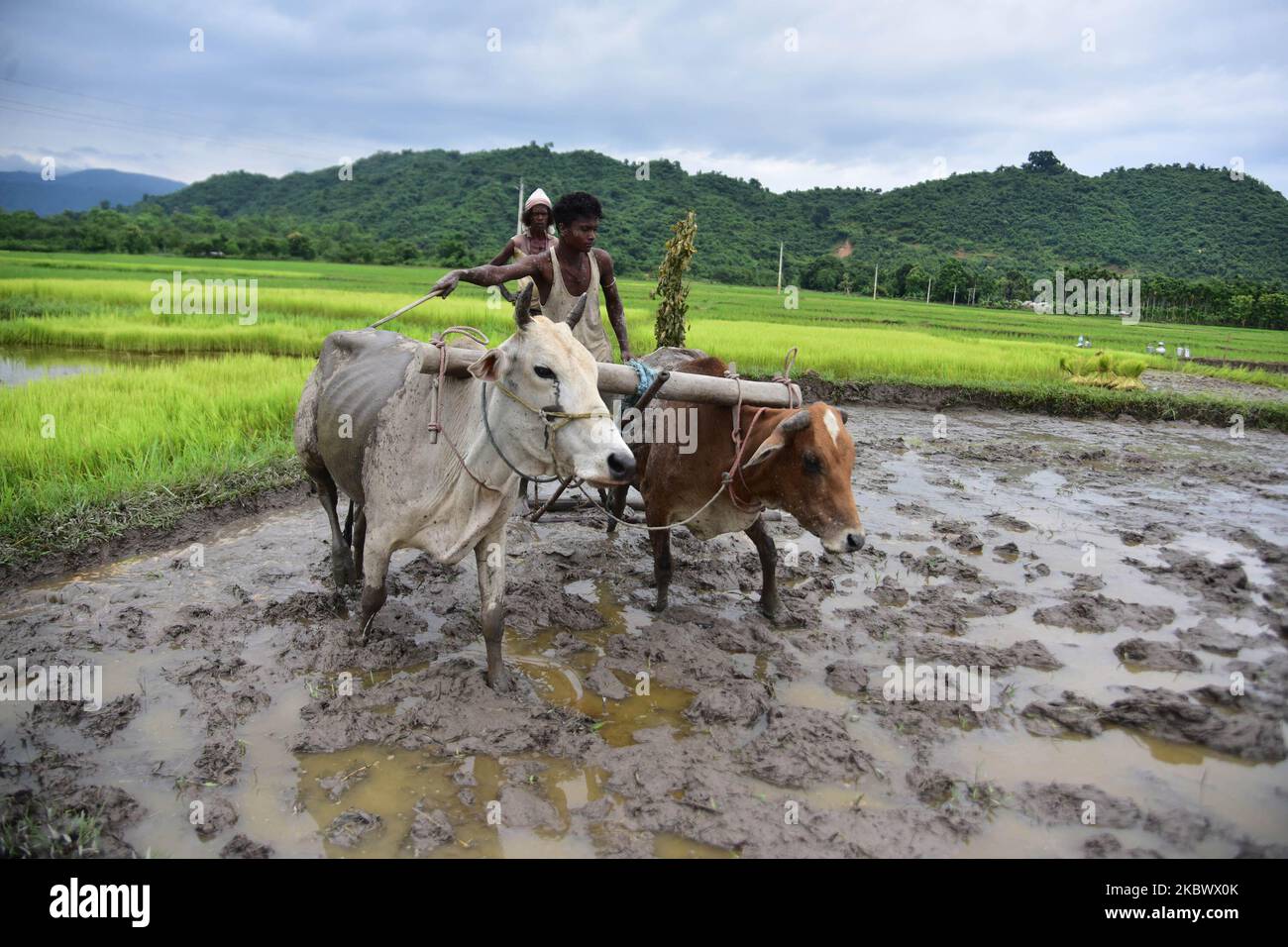 Nagaon district of assam hi-res stock photography and images - Alamy
