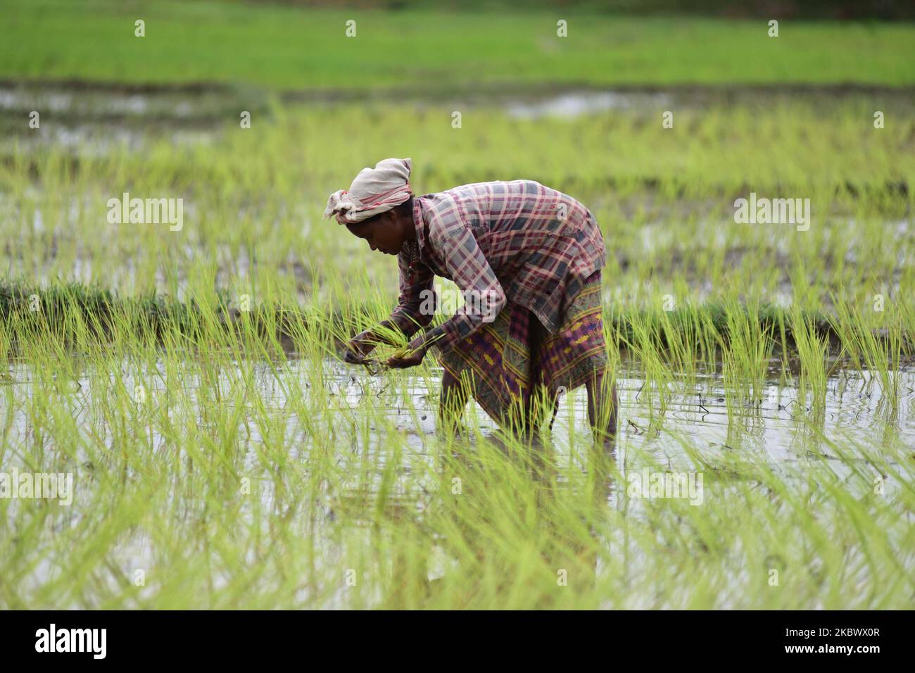 Farmers plant paddy saplings in a field at a village in Nagaon district ...