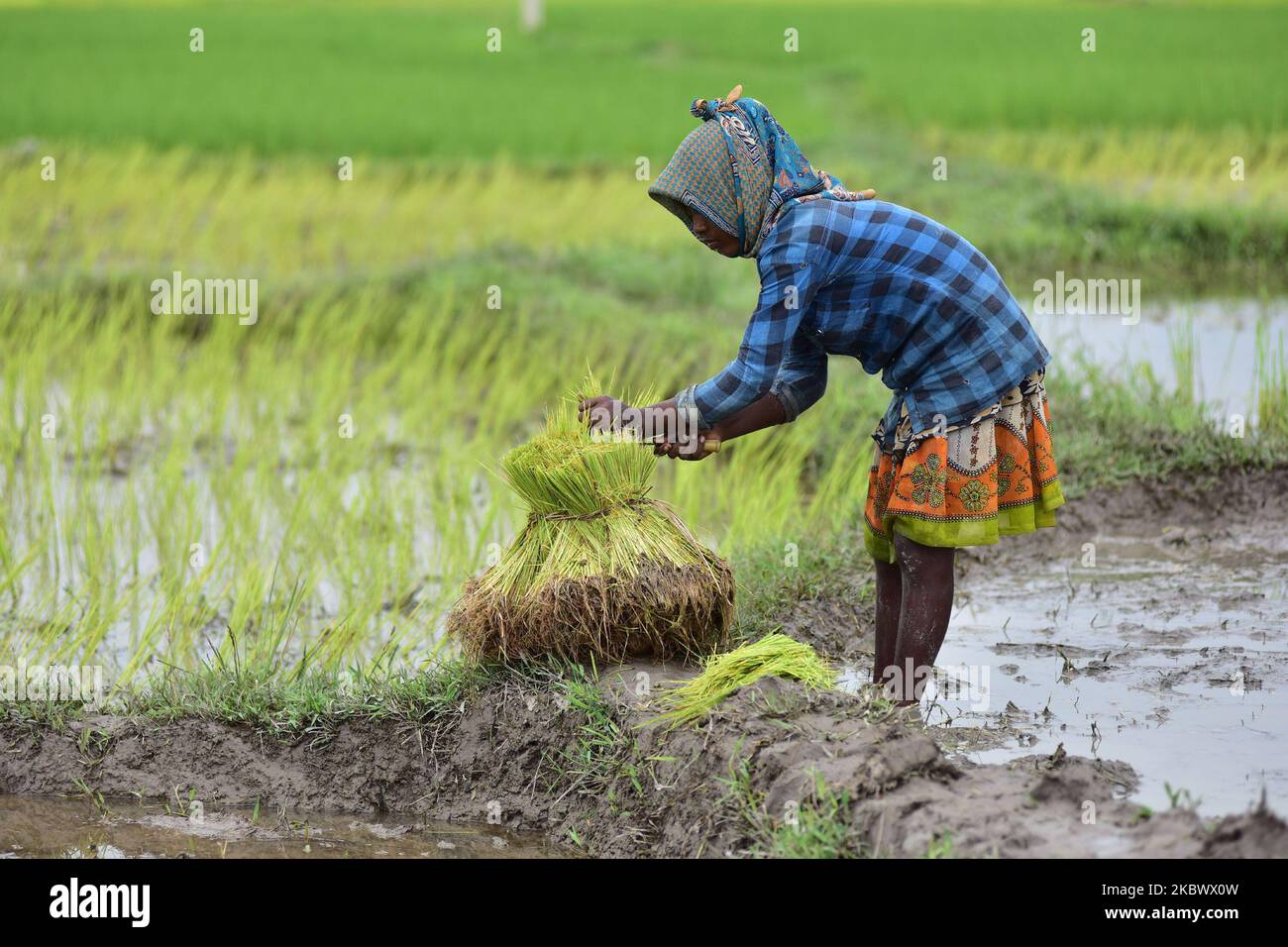 Farmers plant paddy saplings in a field at a village in Nagaon district ...