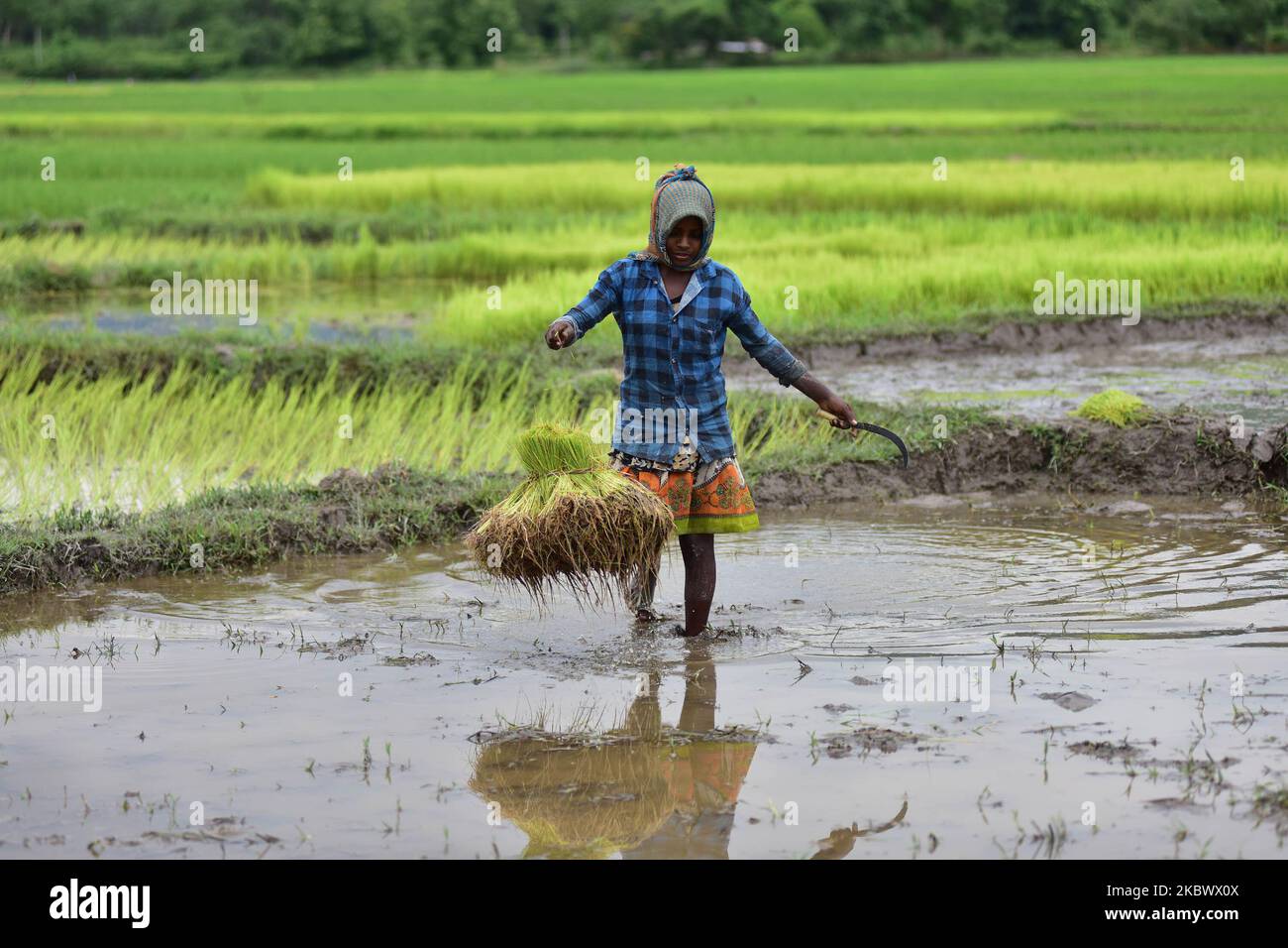 A farmer work in a paddy field in Nagaon District of Assam,India on ...