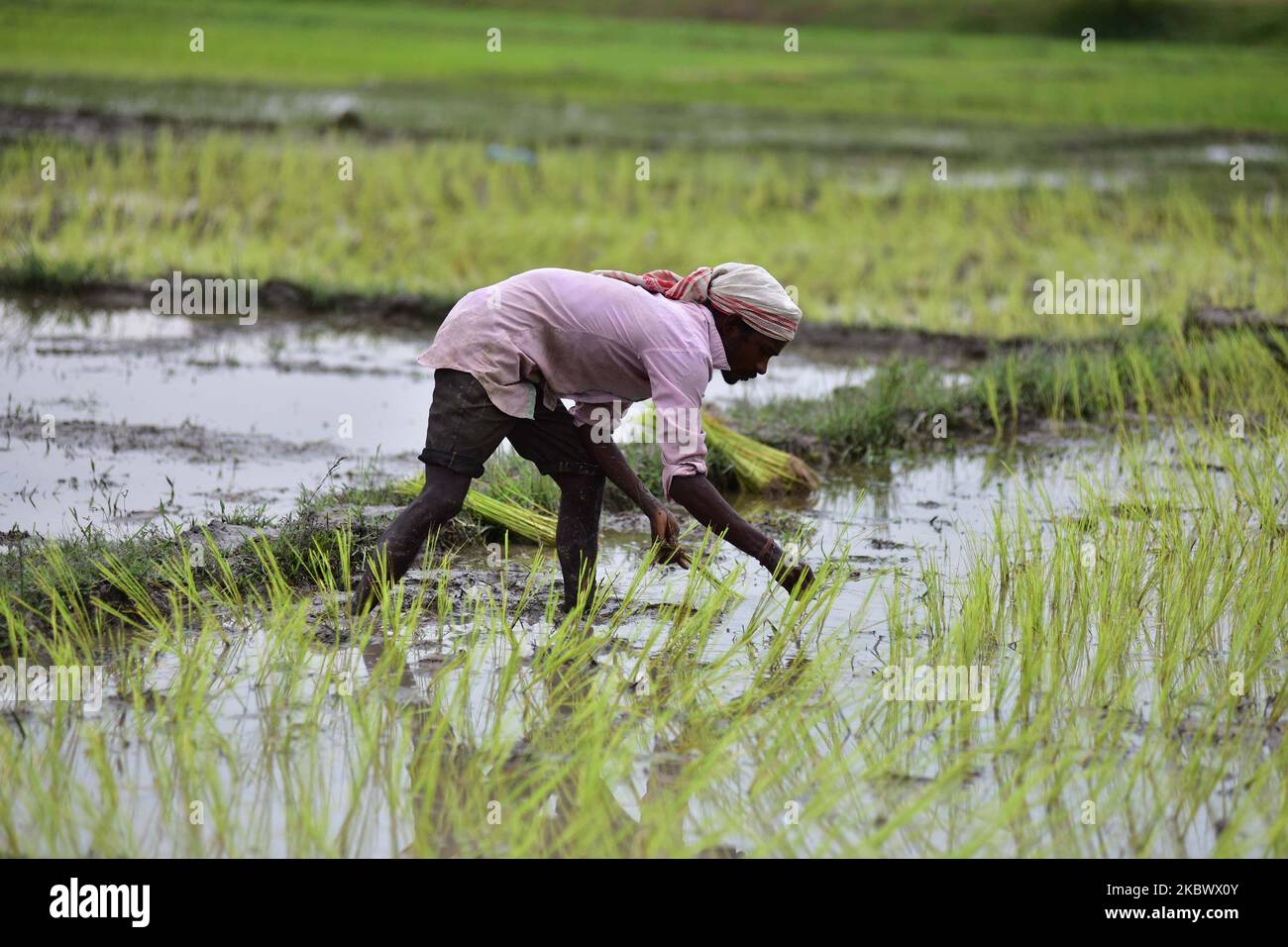 Farmers plant paddy saplings in a field at a village in Nagaon district ...