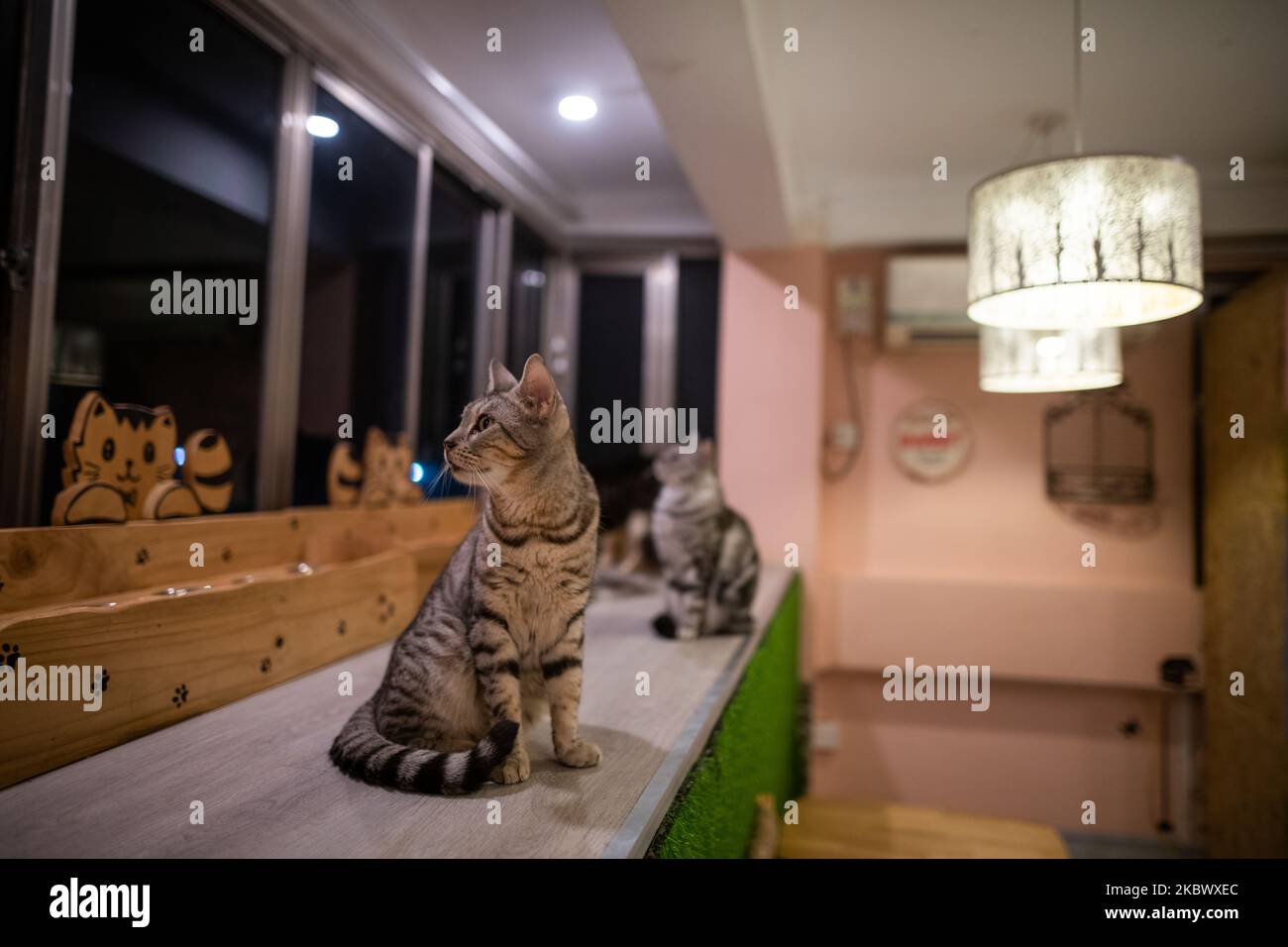 A cat sits in a pet cafe in Yangon, Myanmar on August 8, 2020 ...