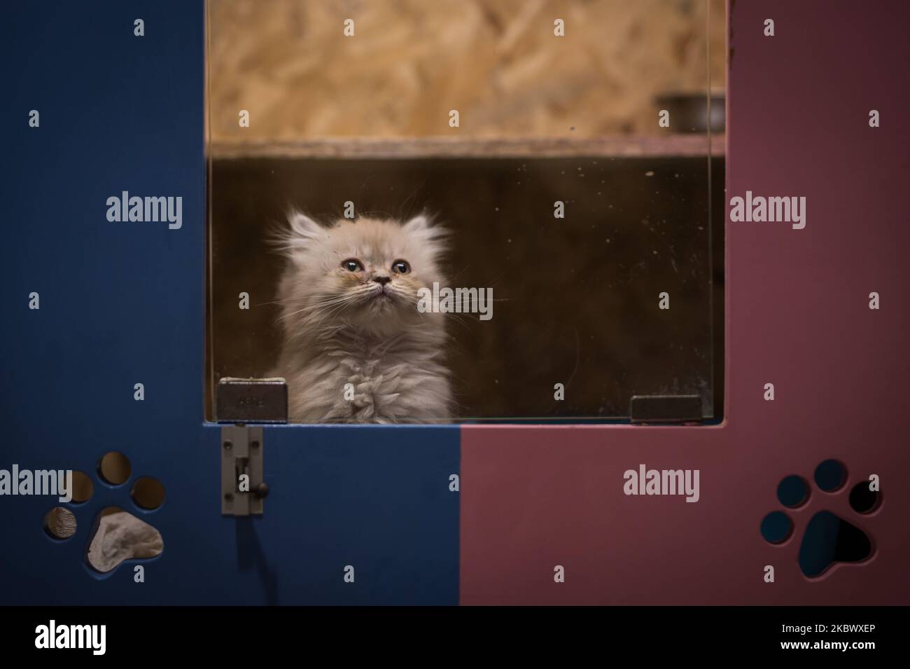 A cat sits in its room at Freedom pet cafe in Yangon, Myanmar on August ...