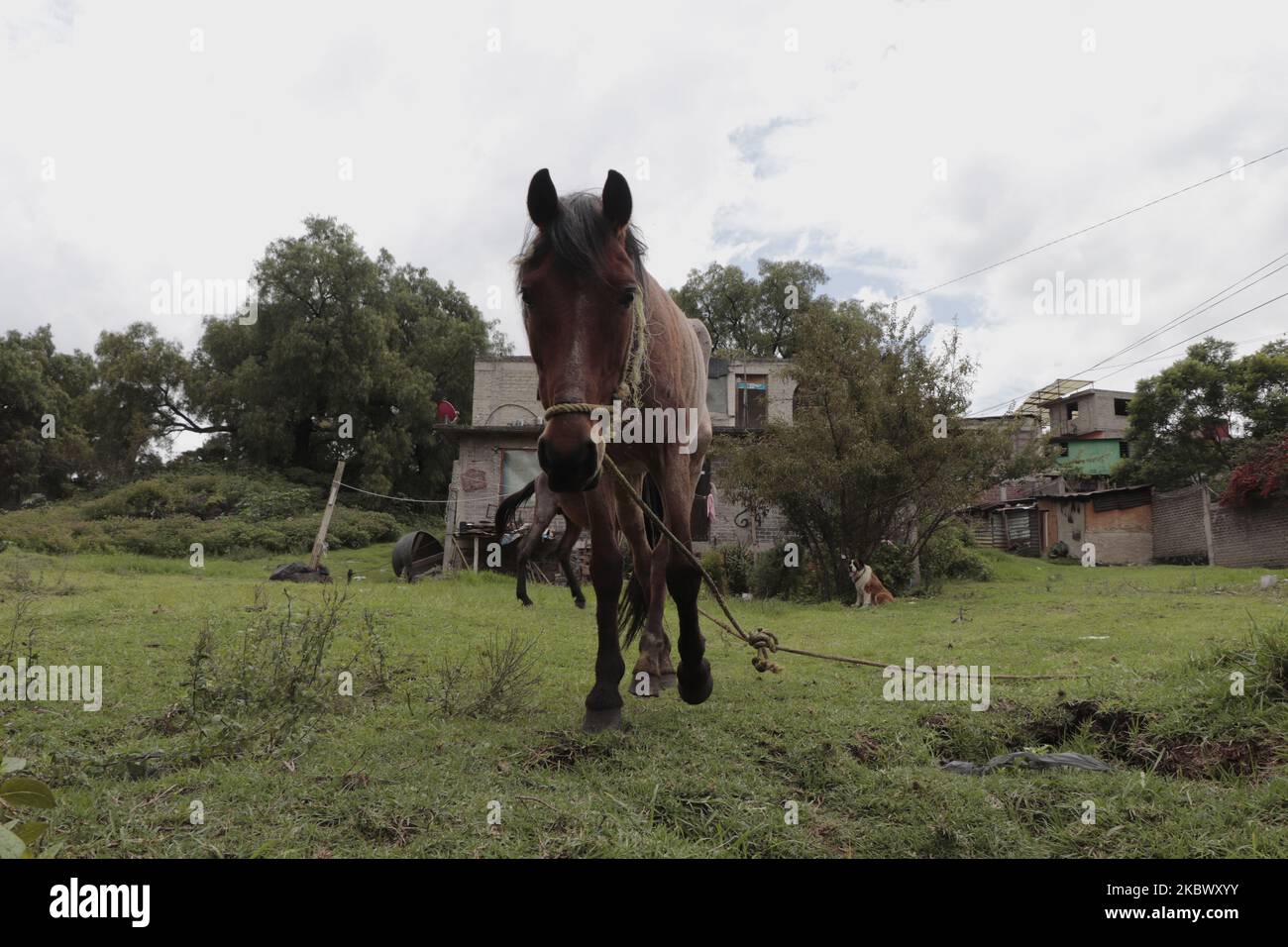 Mateo covid 19 mask hi-res stock photography and images - Alamy