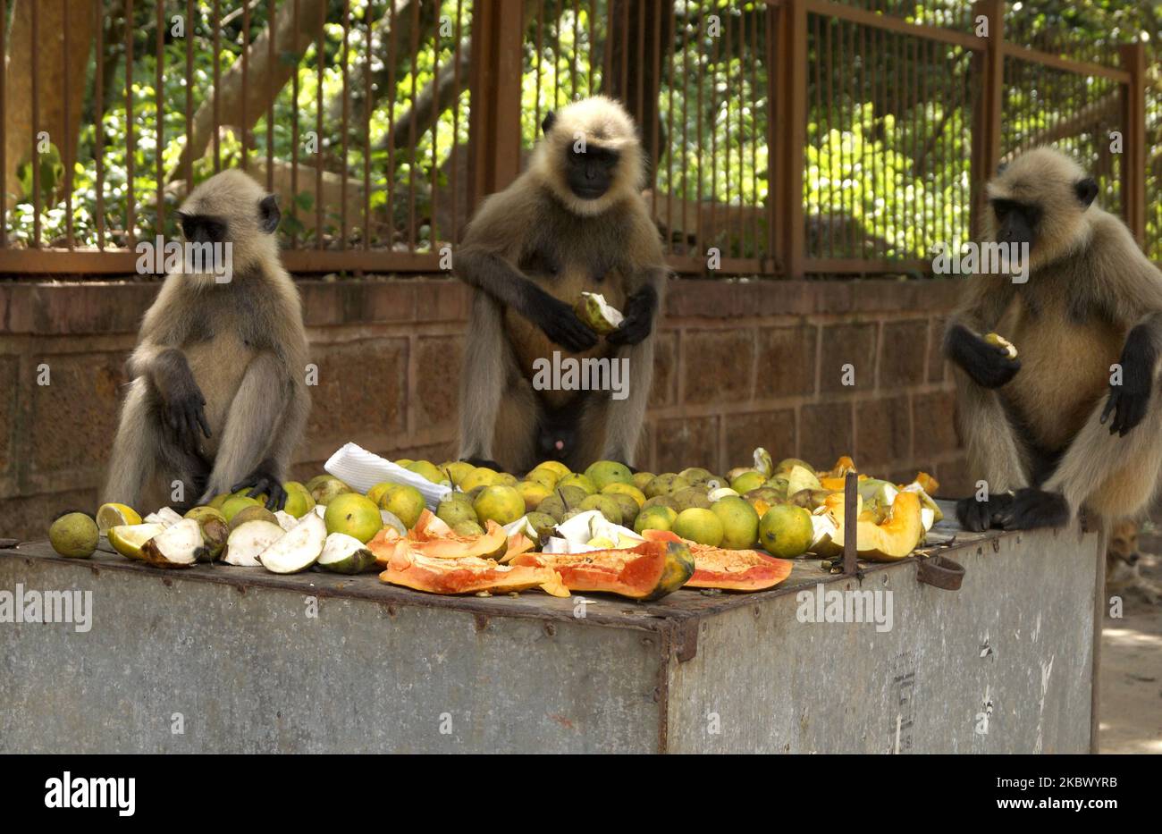 Wild monkeys are seen on the foothills of the Khandagiri cave as they ...