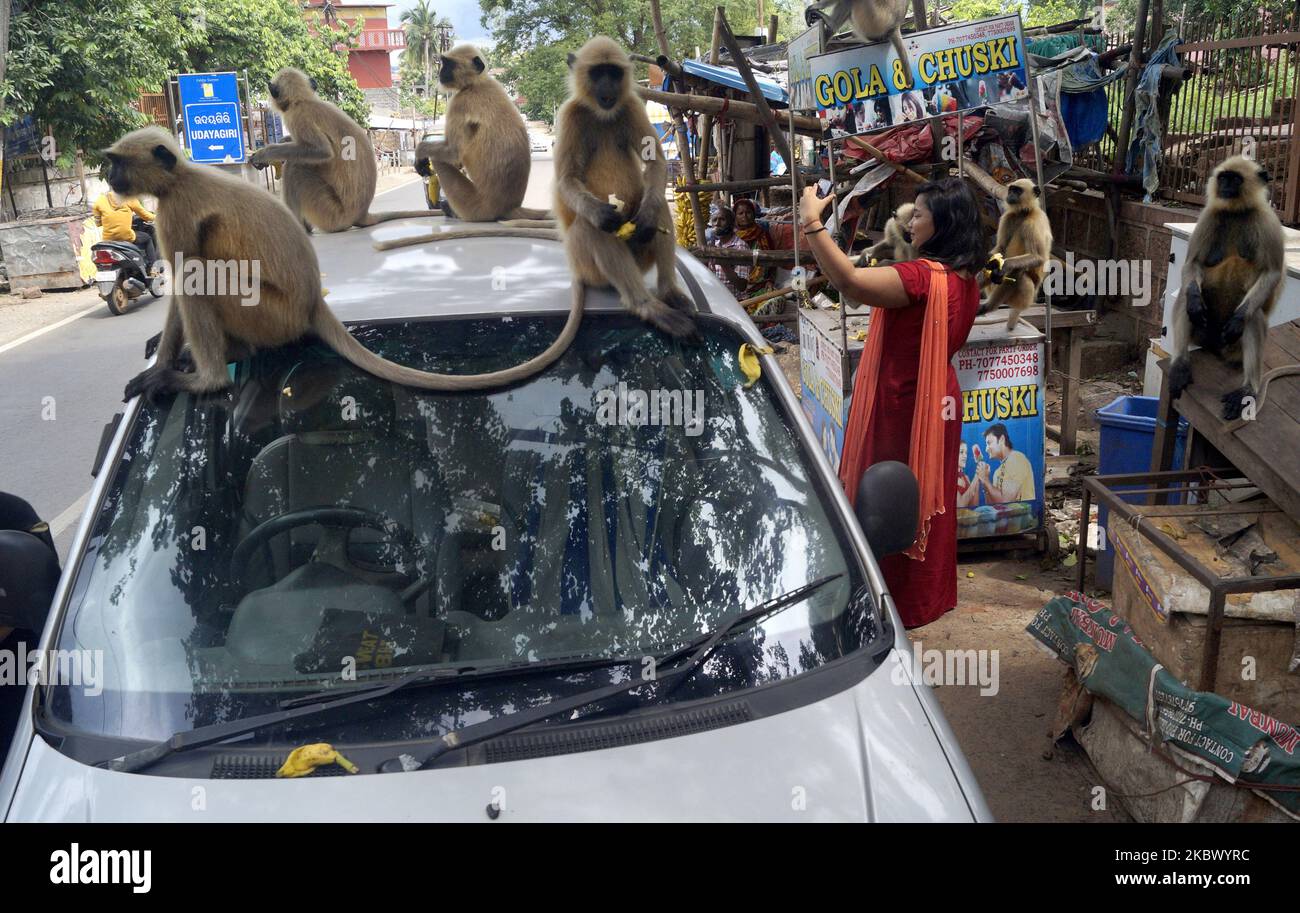 Wild monkeys are seen on the foothills of the Khandagiri cave as they ...