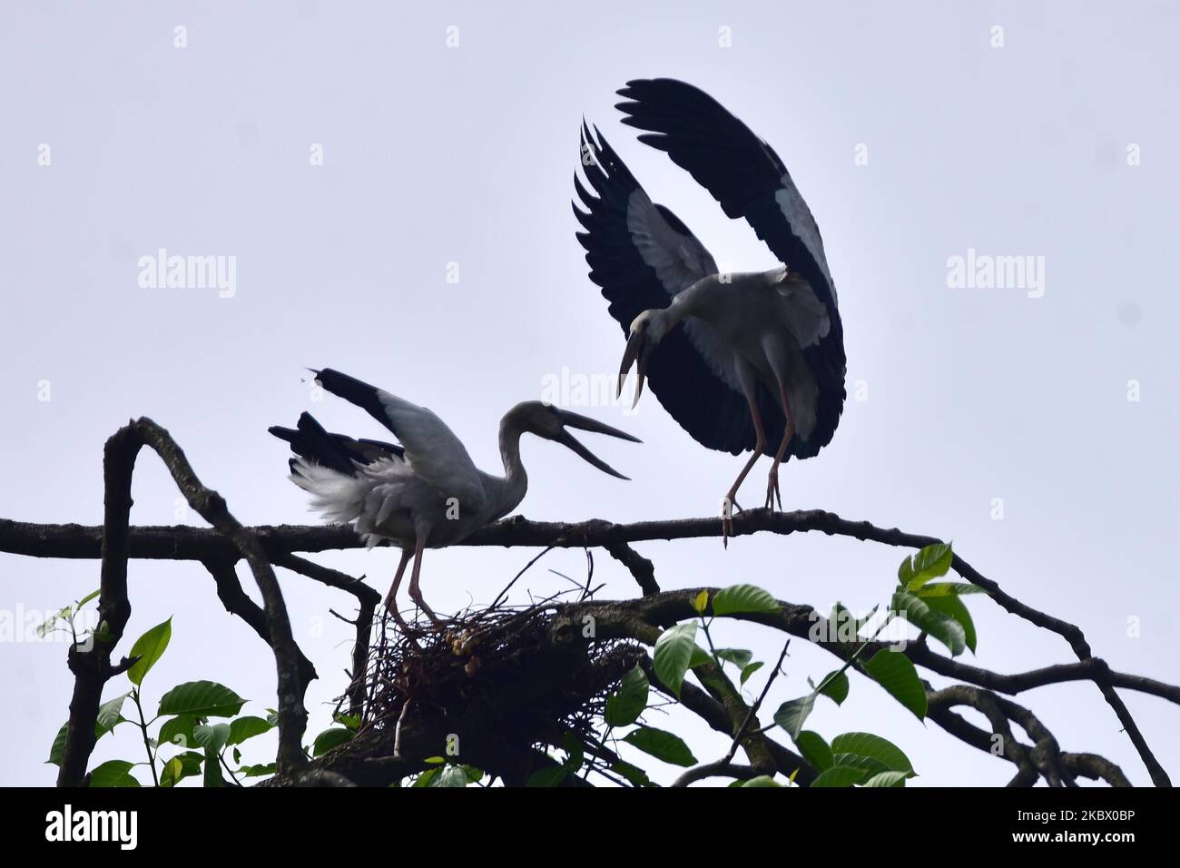 Pair of openbill storks hi-res stock photography and images - Alamy
