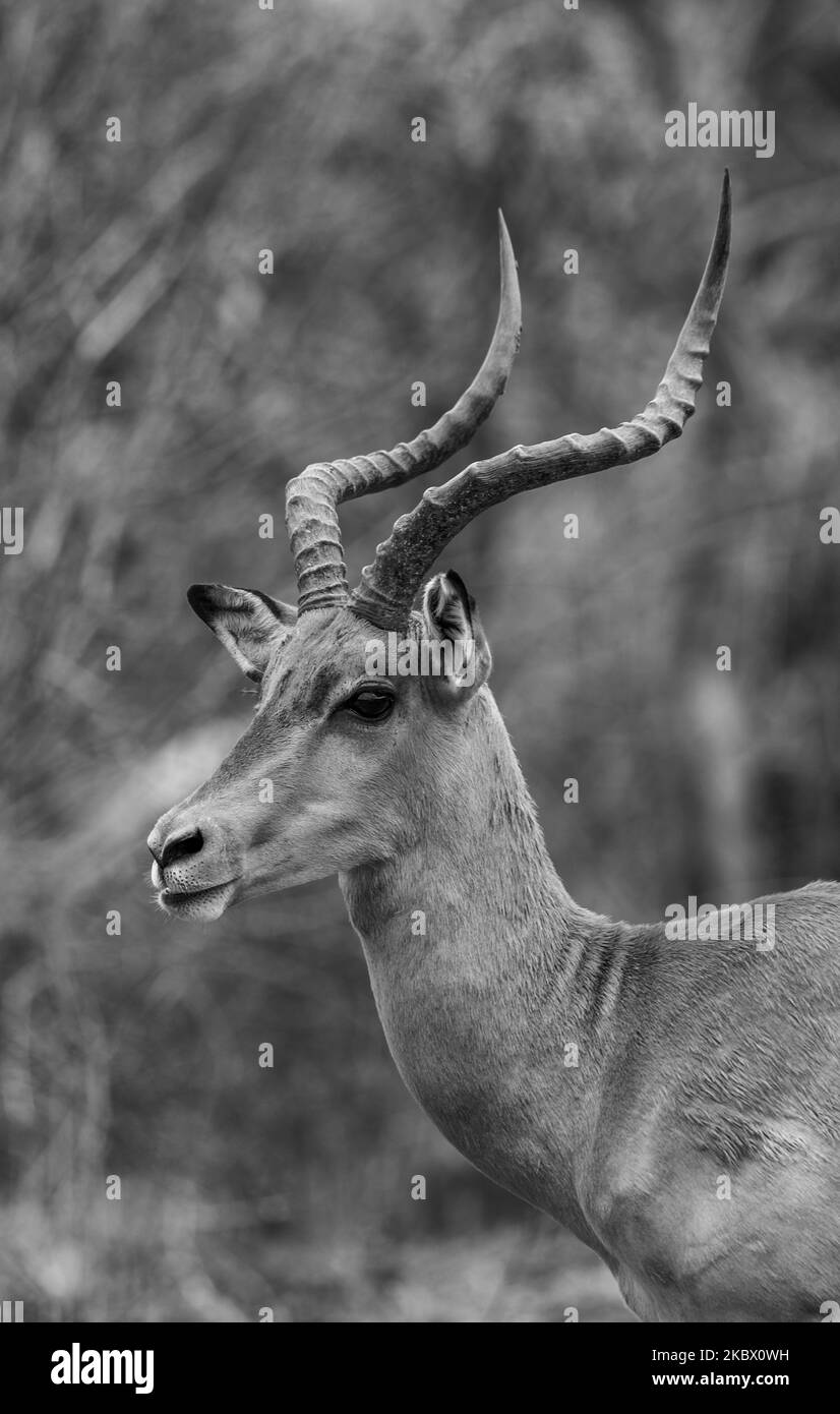 portrait of an impala antelope, Aepyceros melampus, Botswana Stock ...