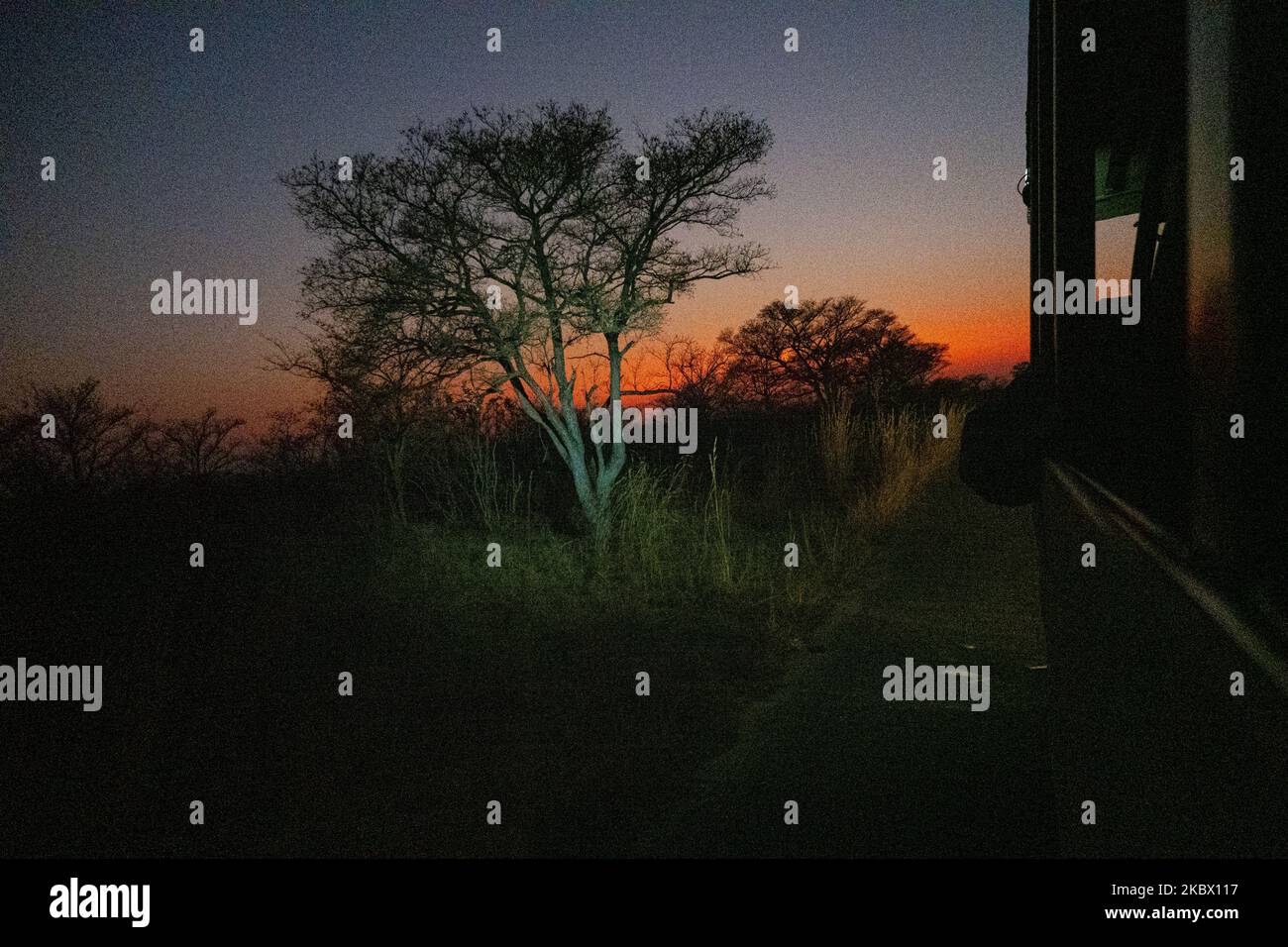 Driving through the bush at dawn Stock Photo - Alamy