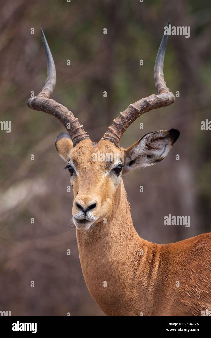 portrait of an impala antelope, Aepyceros melampus, Botswana Stock ...