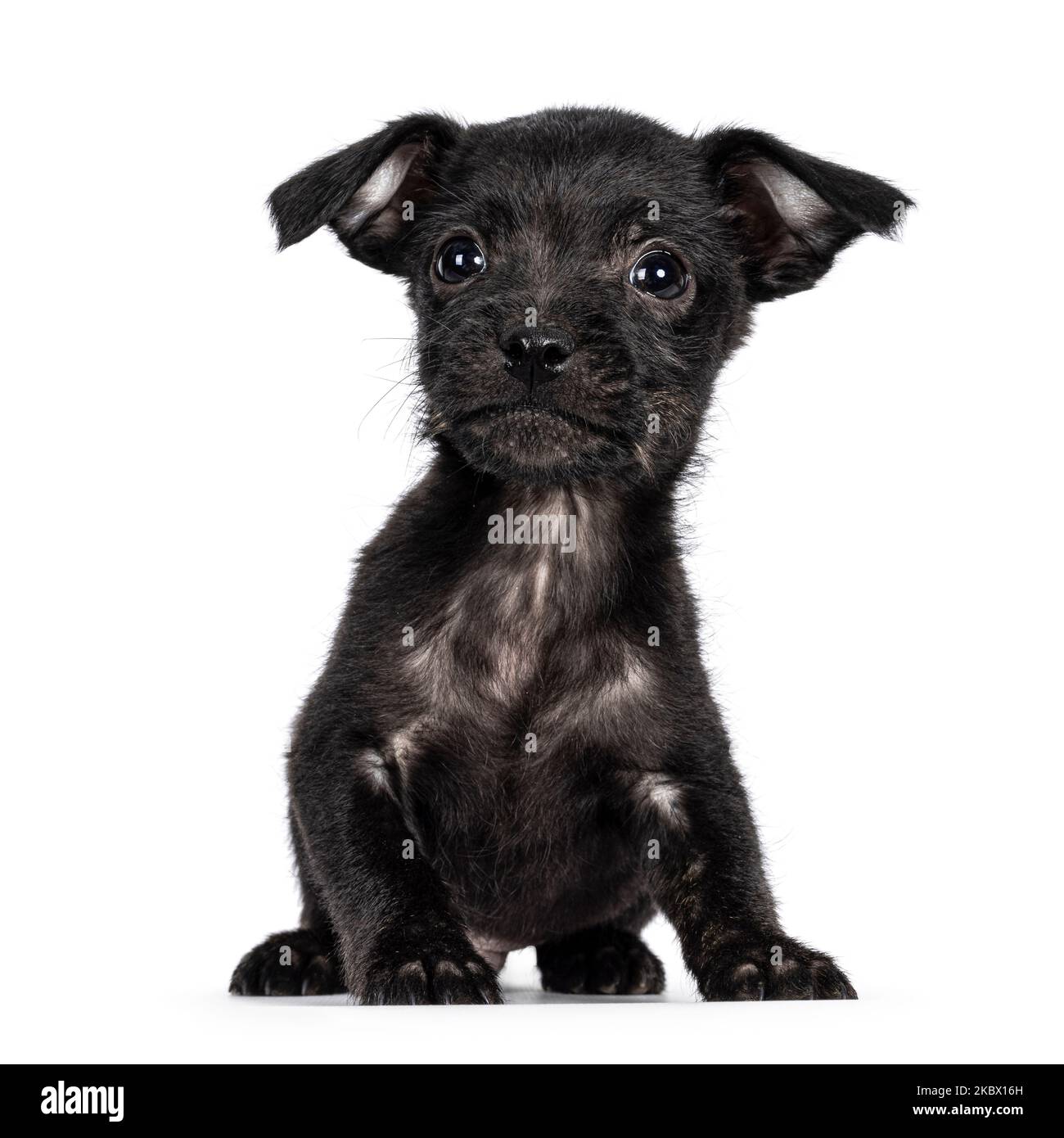 Cute black stray dog pup, sitting up facing front. Looking towards ...