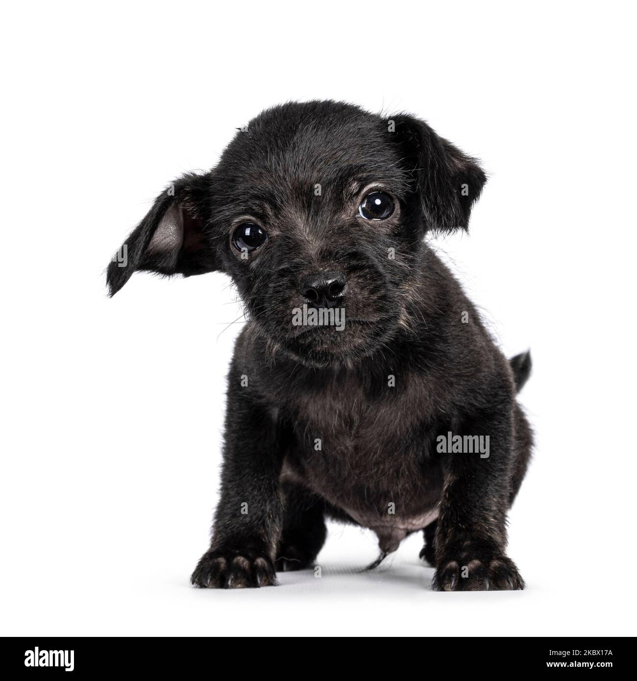 Cute black stray dog pup, standing facing front. Looking curious ...