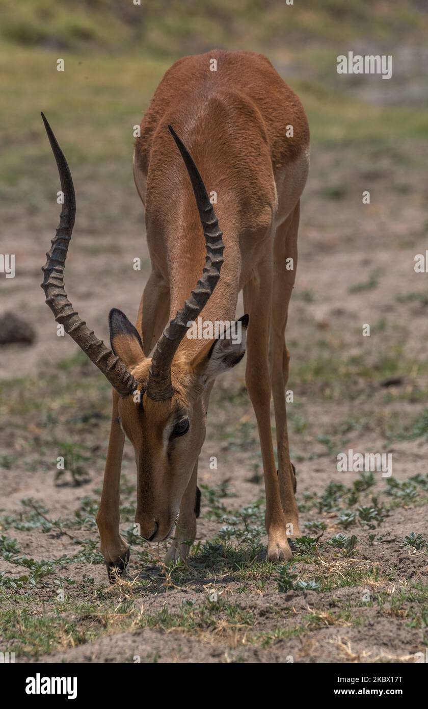 portrait of an impala antelope, Aepyceros melampus, Botswana Stock ...