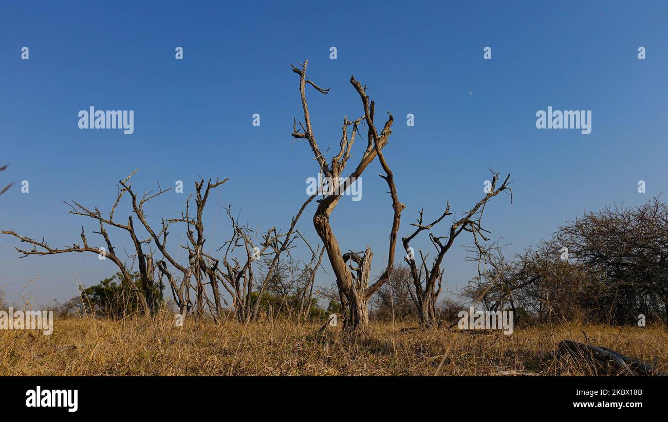 A cluster of dead trees Stock Photo - Alamy