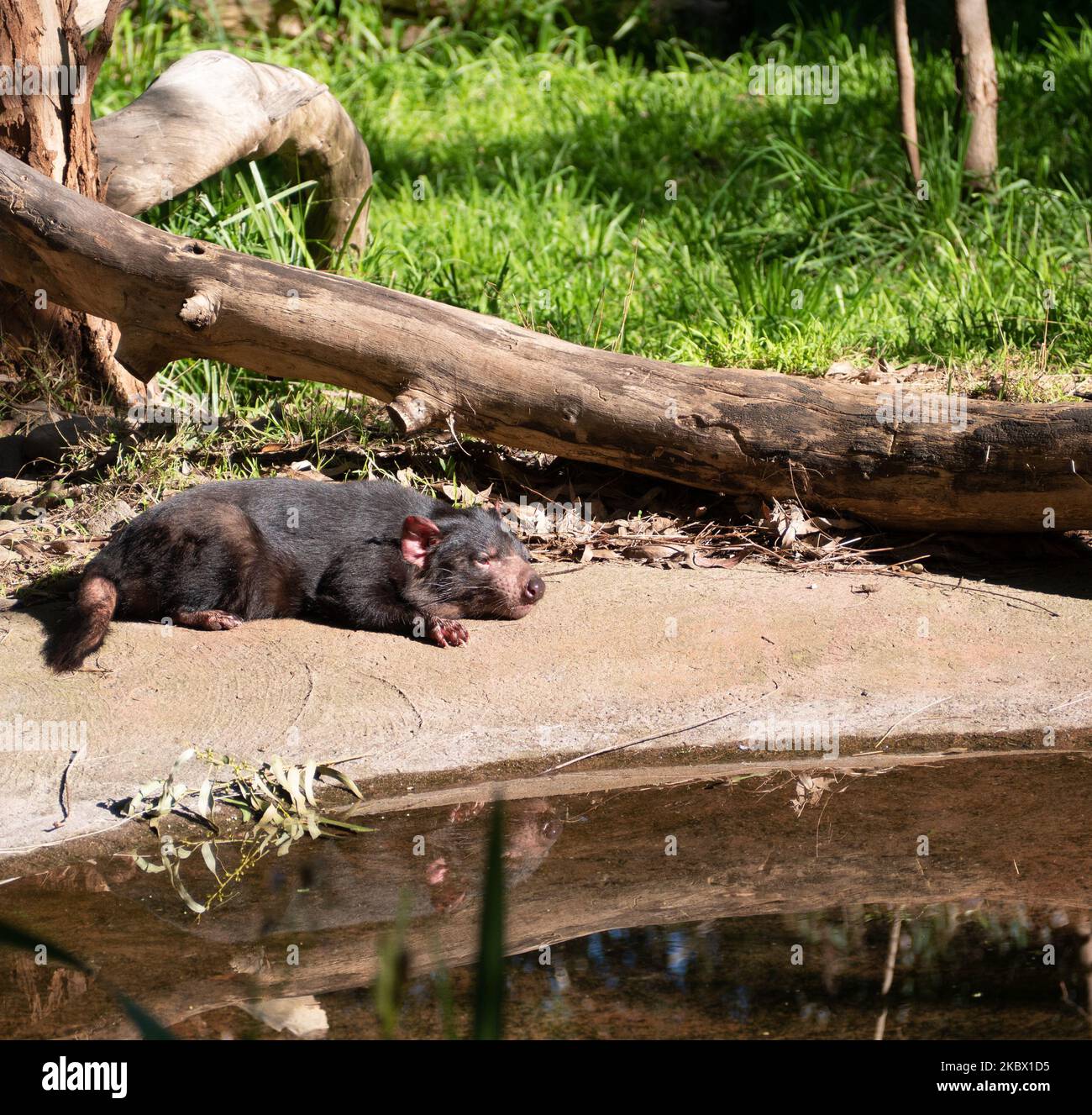 A beautiful shot of a Tasmanian devil in a forest in Healesville ...