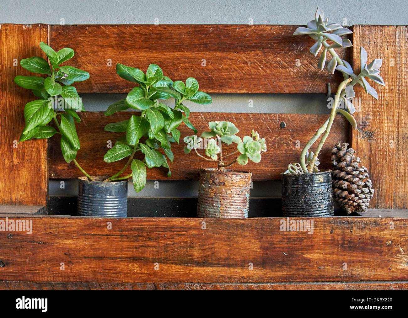 The different plants in a pot on a on wooden rack hanging on wall Stock ...
