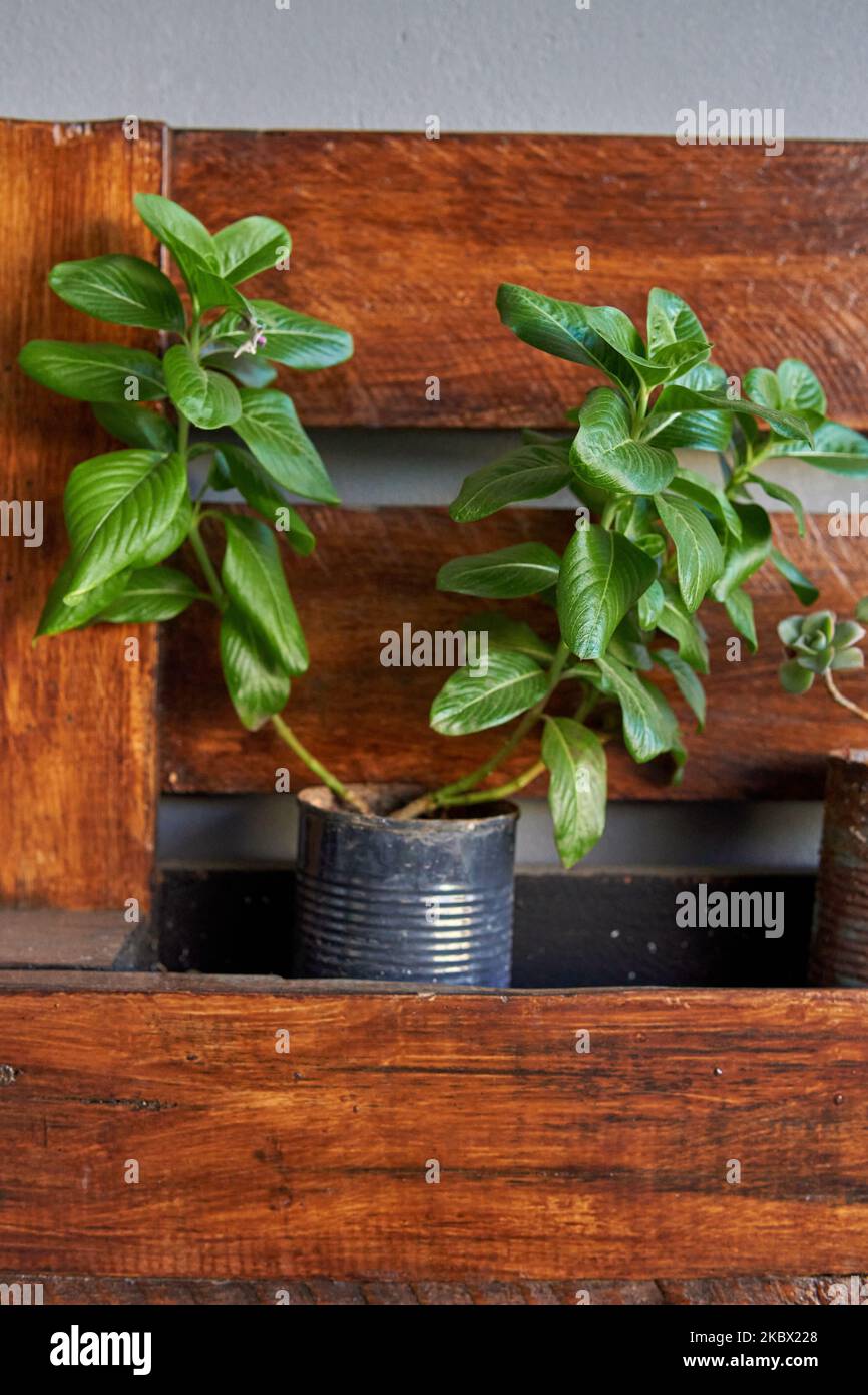 Ocimum basilicum fresh green basil bush in a tin vintage pot on wood ...