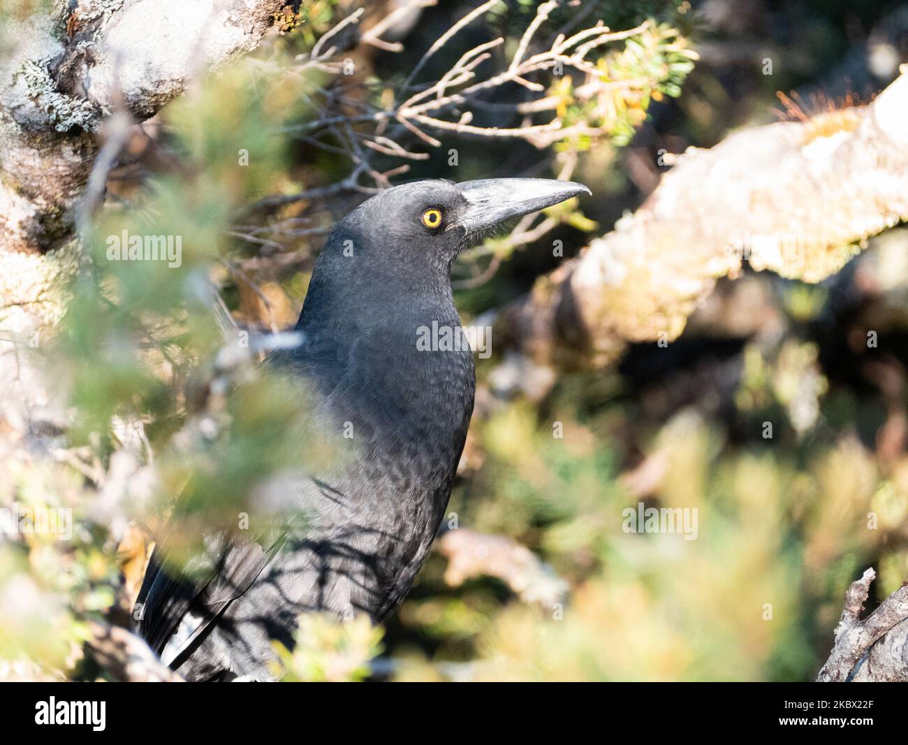 A selective focus shot of a Pied currawong bird Stock Photo - Alamy
