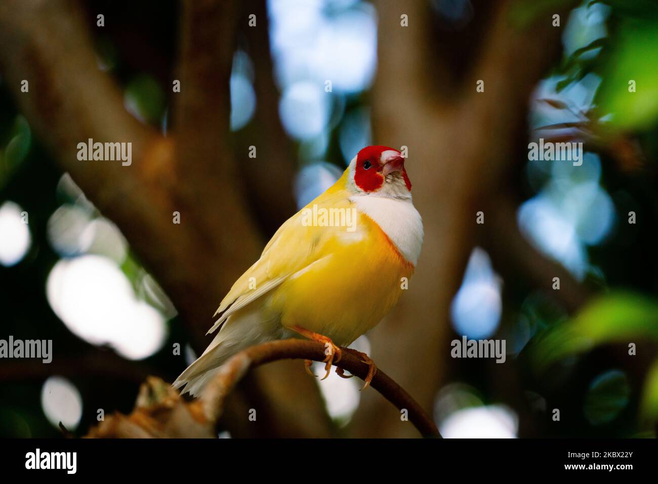 A low angle of a Gouldian finch (Erythrura gouldiae) on a blurred ...