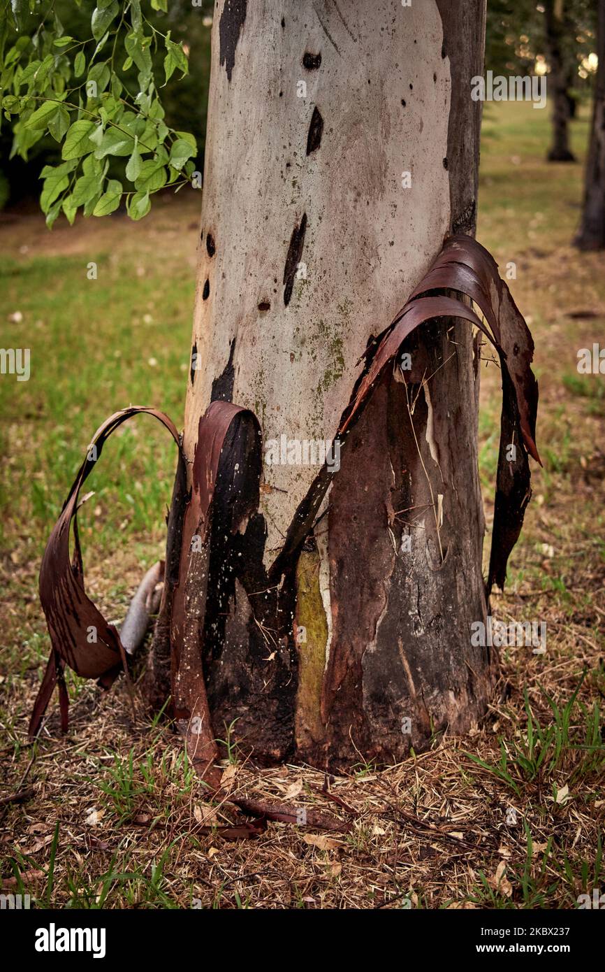 texture of an tree trunk with vertical bark patterns in a forest. Copy ...