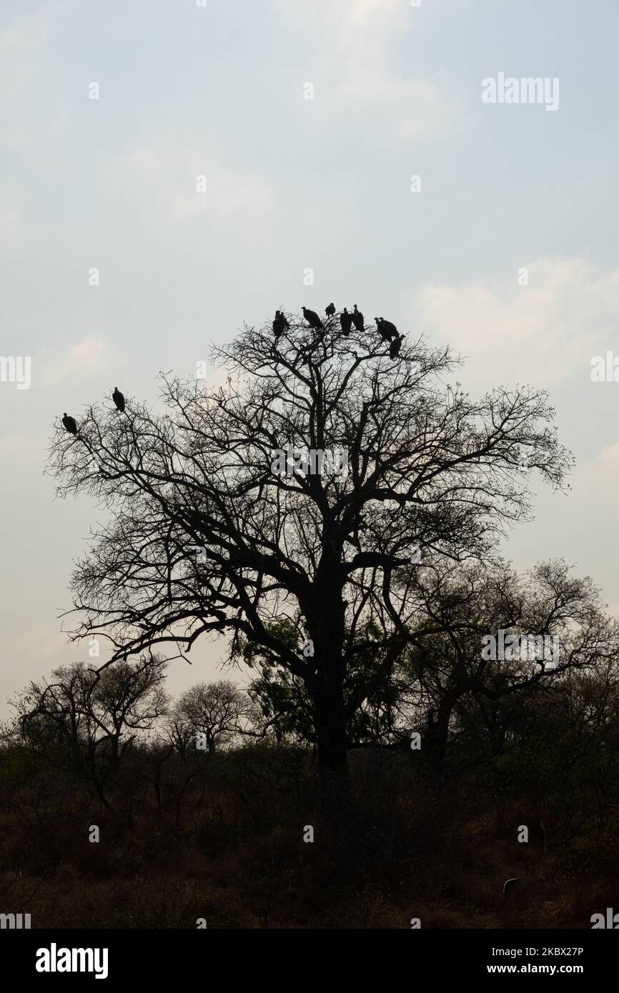Waiting vultures on a tree Stock Photo - Alamy
