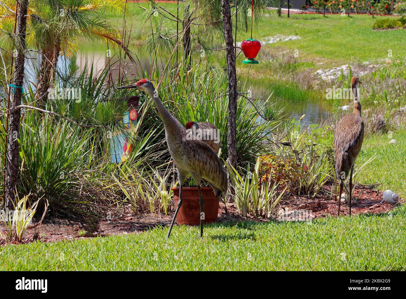 3 Sandhill Cranes, in garden, backyard, very large bird, Grus ...
