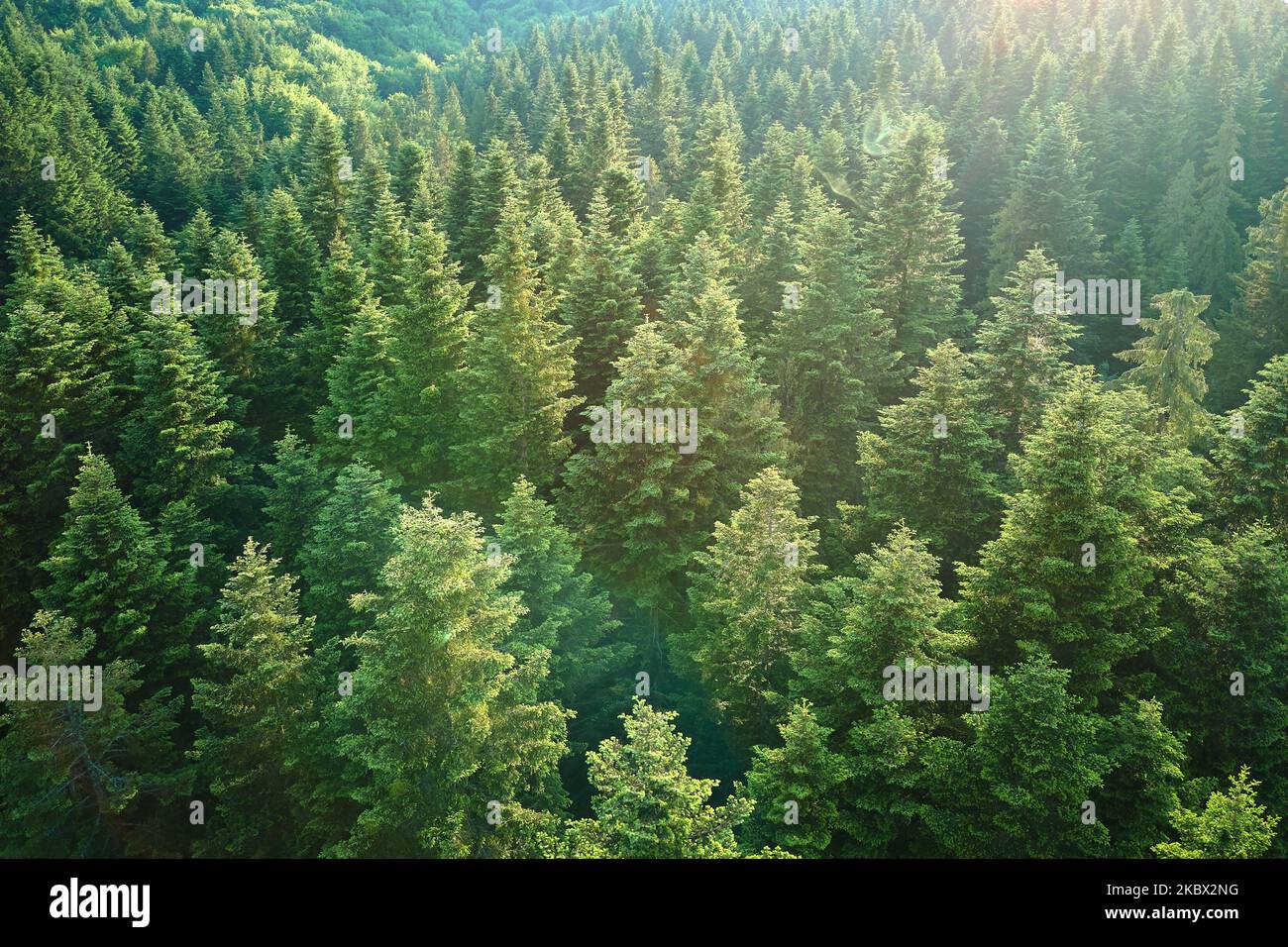 Aerial view of green pine forest with dark spruce trees. Nothern ...