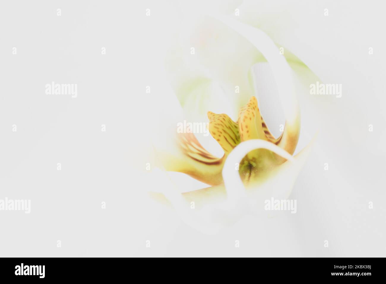 A white orchid flower isolated on white background Stock Photo - Alamy