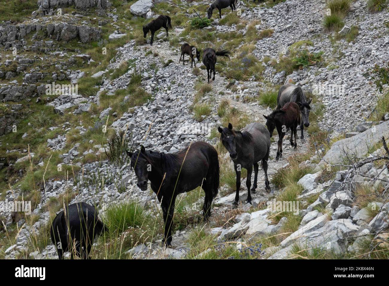 A herd of wild horses in line on a path passing as seen at an altitude ...