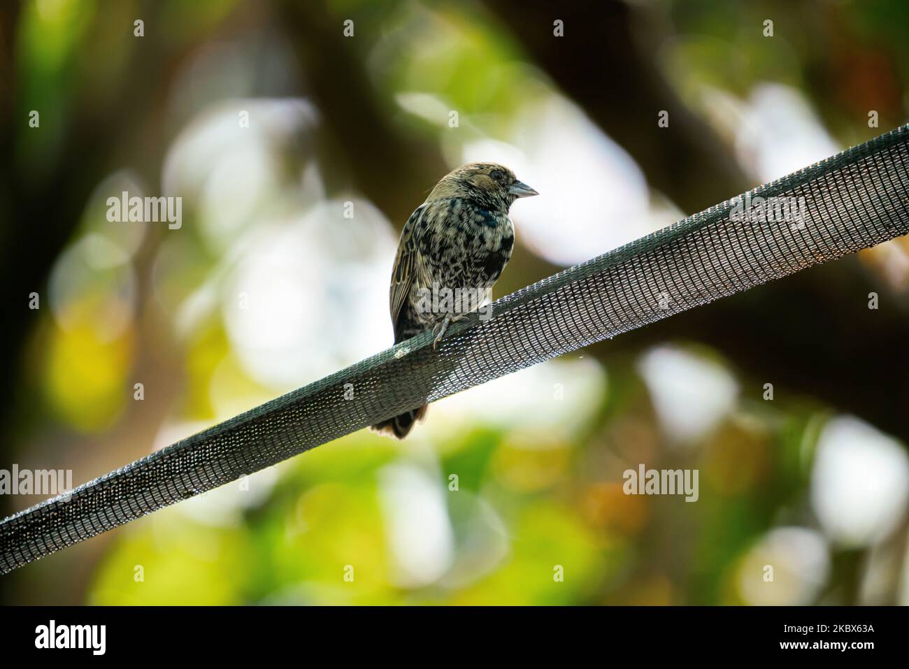 A low angle of a common cactus finch (Geospiza scandens) sitting on ...