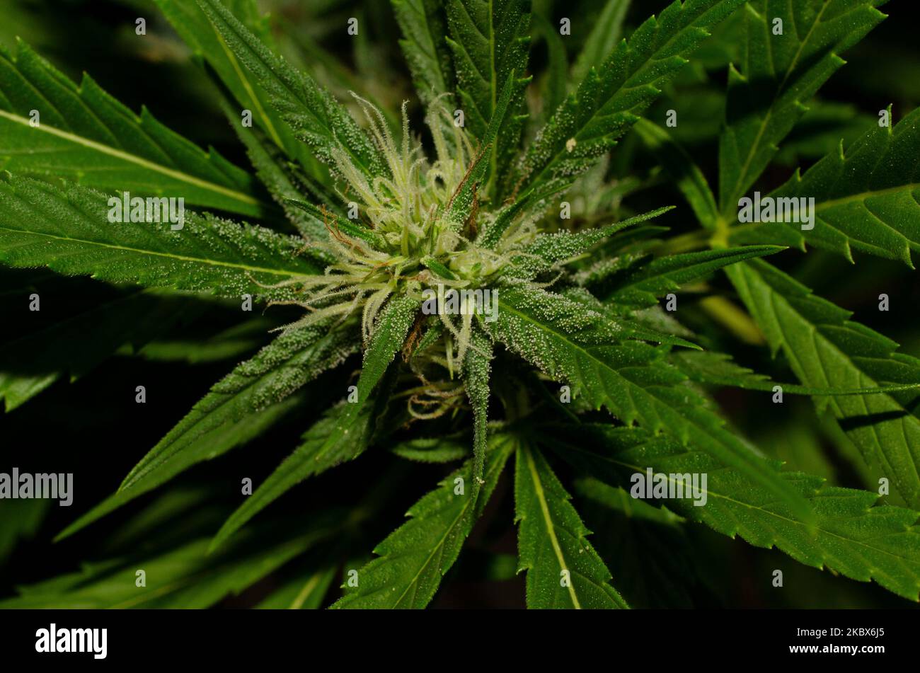 Cannabis closeup of the bud grown at home legally Stock Photo - Alamy