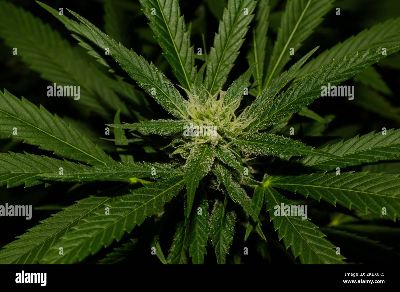 Cannabis closeup of the bud grown at home legally Stock Photo - Alamy