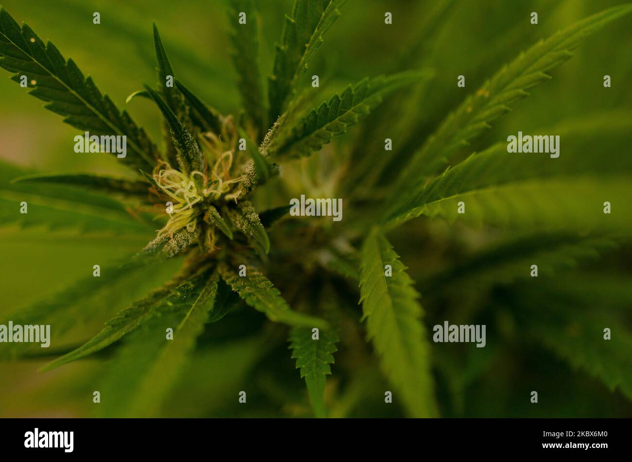 Cannabis closeup of the bud grown at home legally Stock Photo - Alamy
