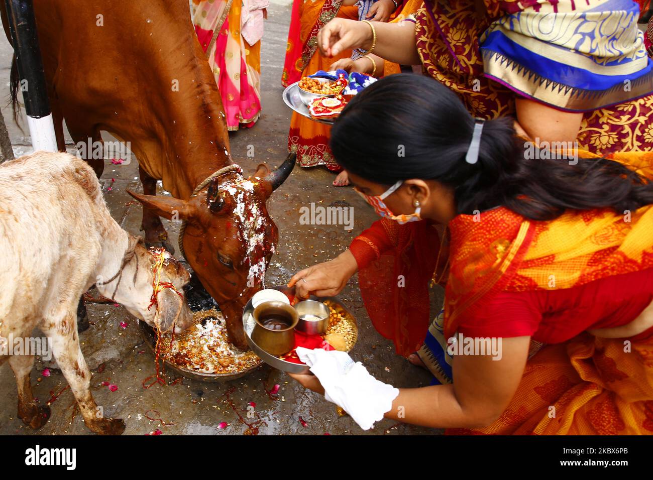 Indian Women worship a cow, an animal held sacred by Hindu beliefs, to ...