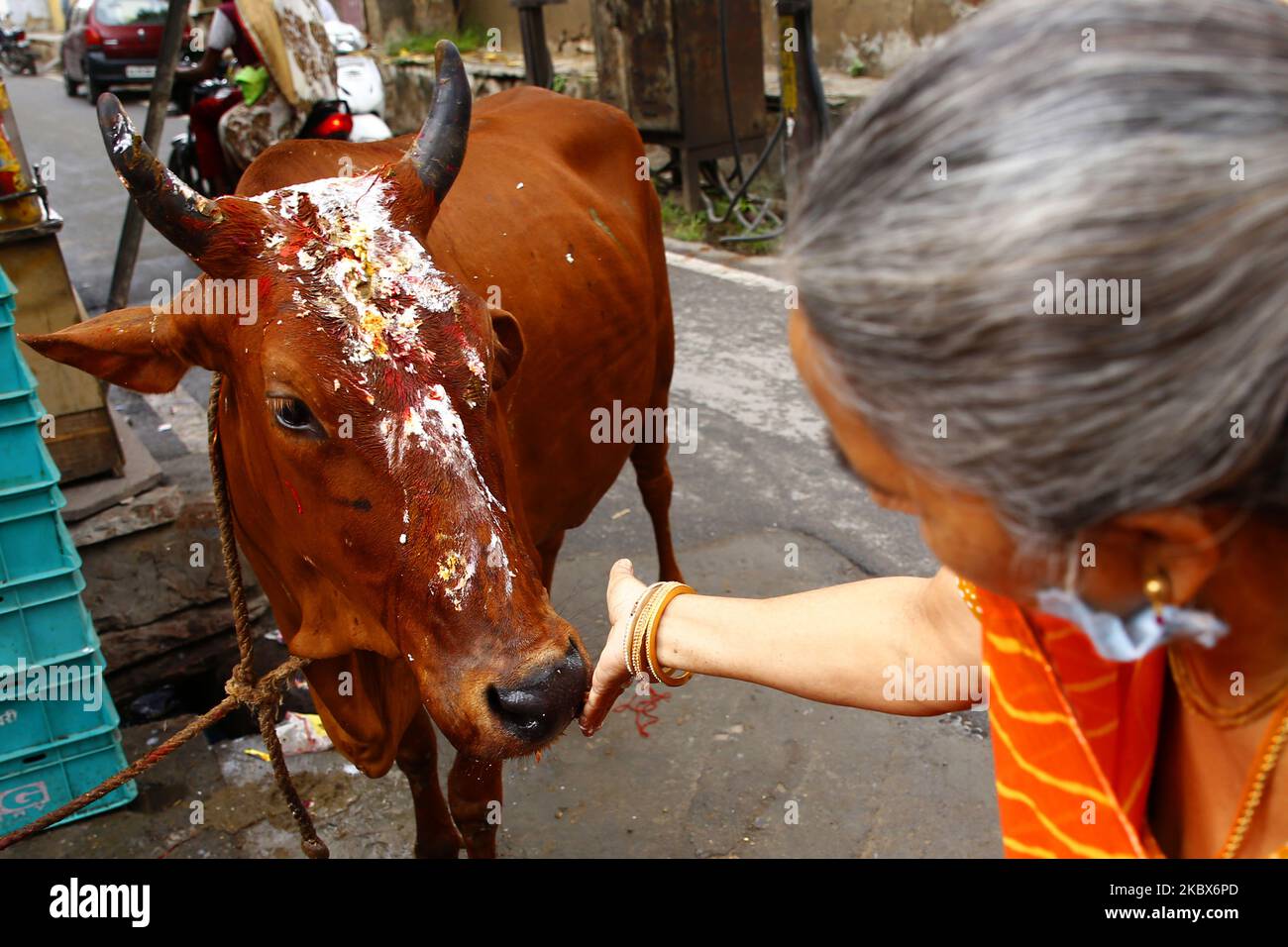 Indian Women worship a cow, an animal held sacred by Hindu beliefs, to ...