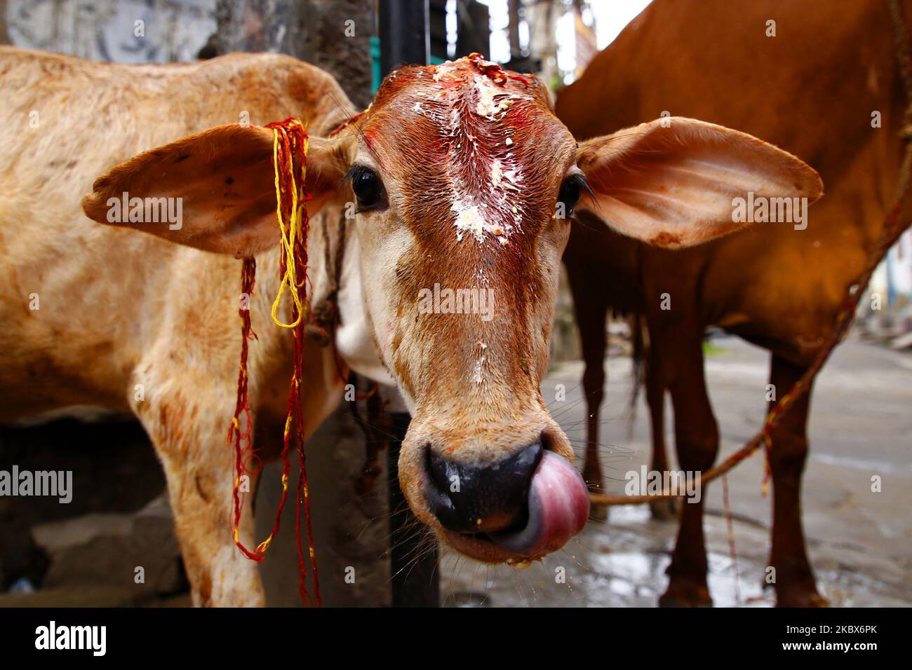 Indian Women worship a cow, an animal held sacred by Hindu beliefs, to ...