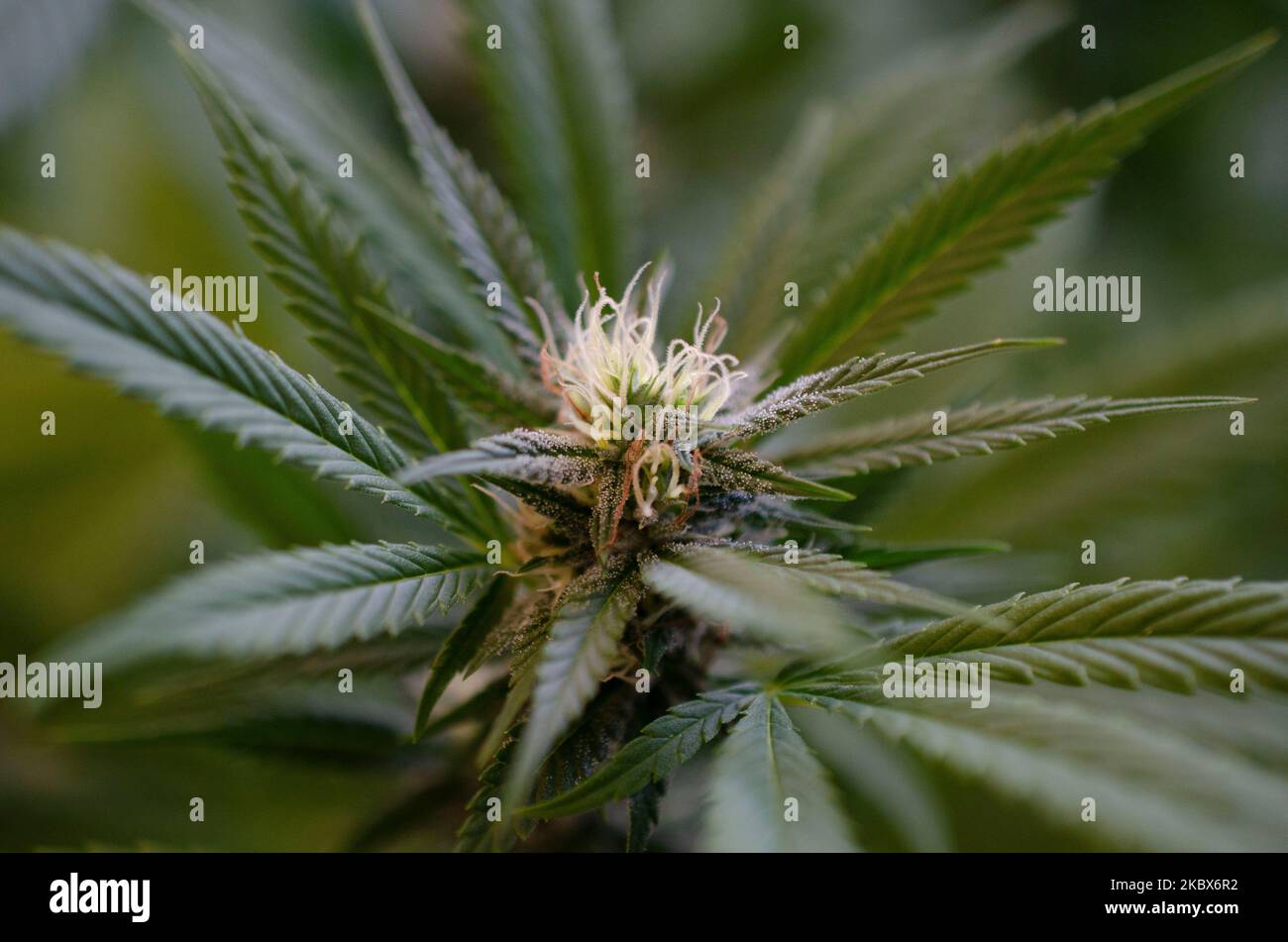 Cannabis closeup of the bud grown at home legally Stock Photo - Alamy
