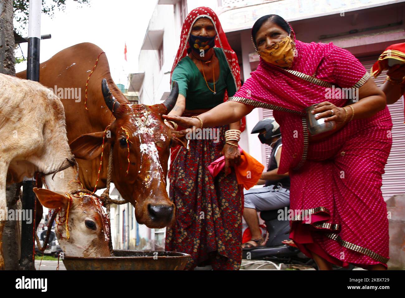 Indian Women worship a cow, an animal held sacred by Hindu beliefs, to ...