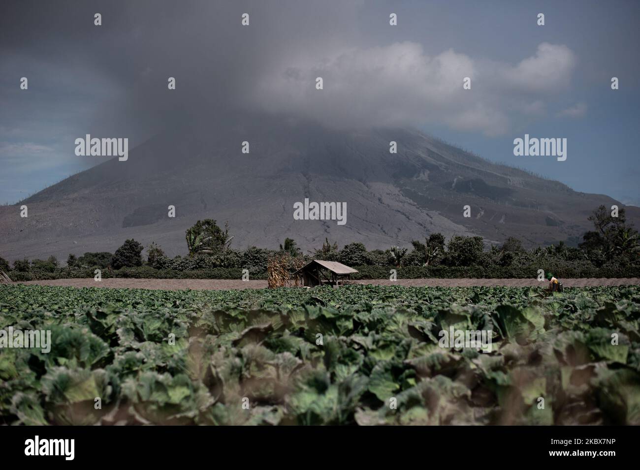 Saiful (50 years) A cabbage farmer spraying pesticides after his ...