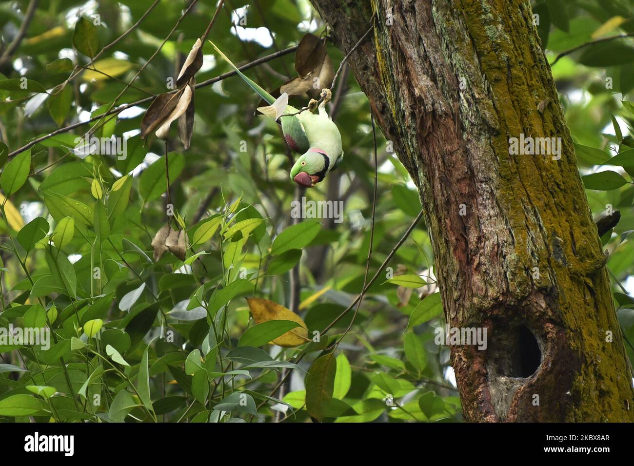 A Alexandrine parrot (Psittacula eupatria) seen in the tree at Kirtipur ...