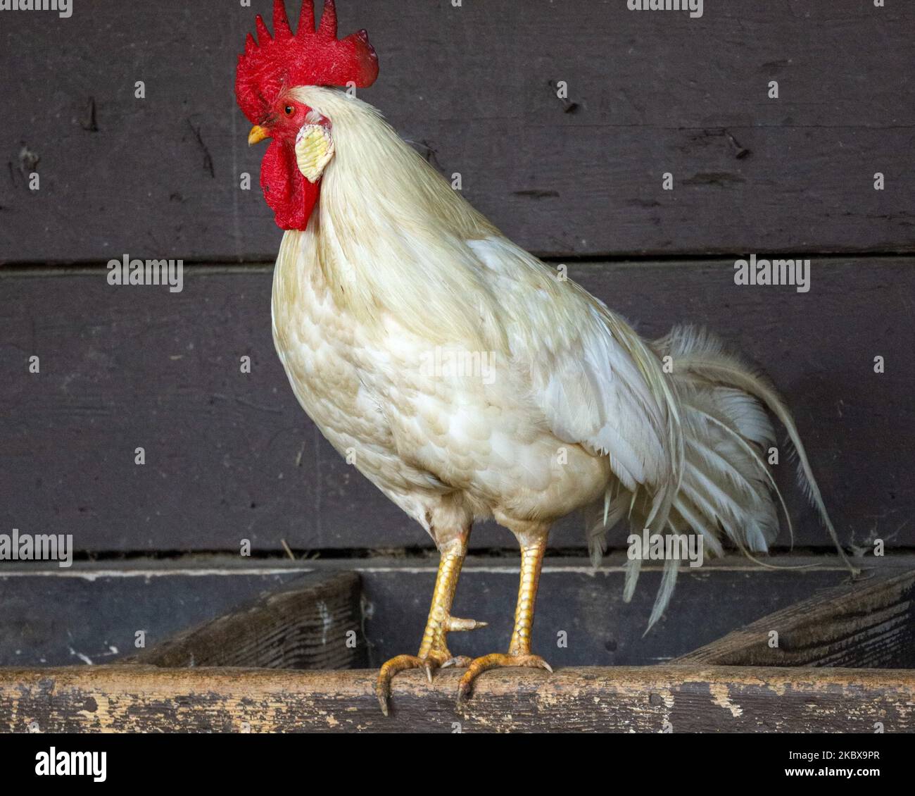 Leghorn white chicken hi-res stock photography and images - Alamy