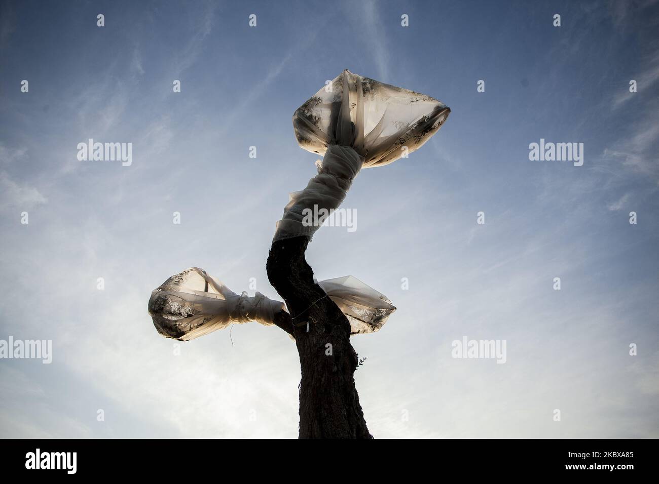 Olive tree protest italy hi-res stock photography and images - Alamy