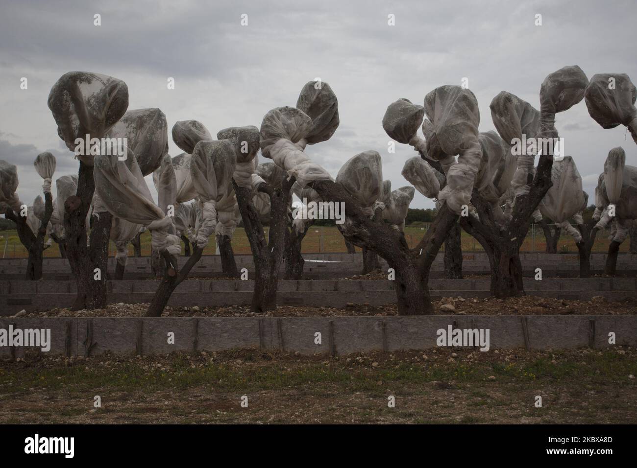 Olive tree protest italy hi-res stock photography and images - Alamy
