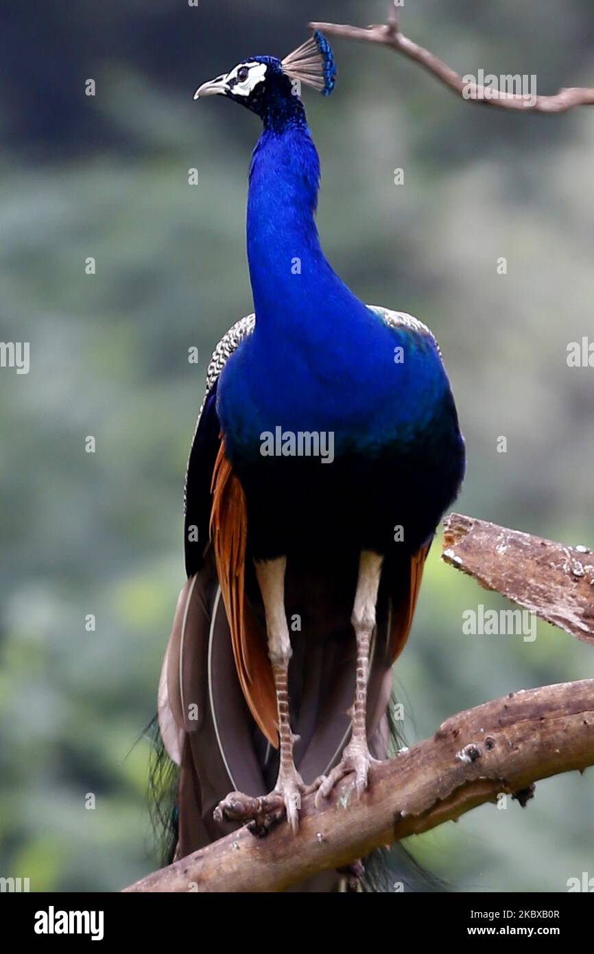 Peacock The National Bird Of India Are Seen On The Forest Roads In Ajmer Rajasthan India On
