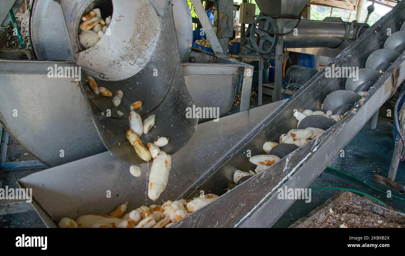 Cassava factory hi-res stock photography and images - Alamy