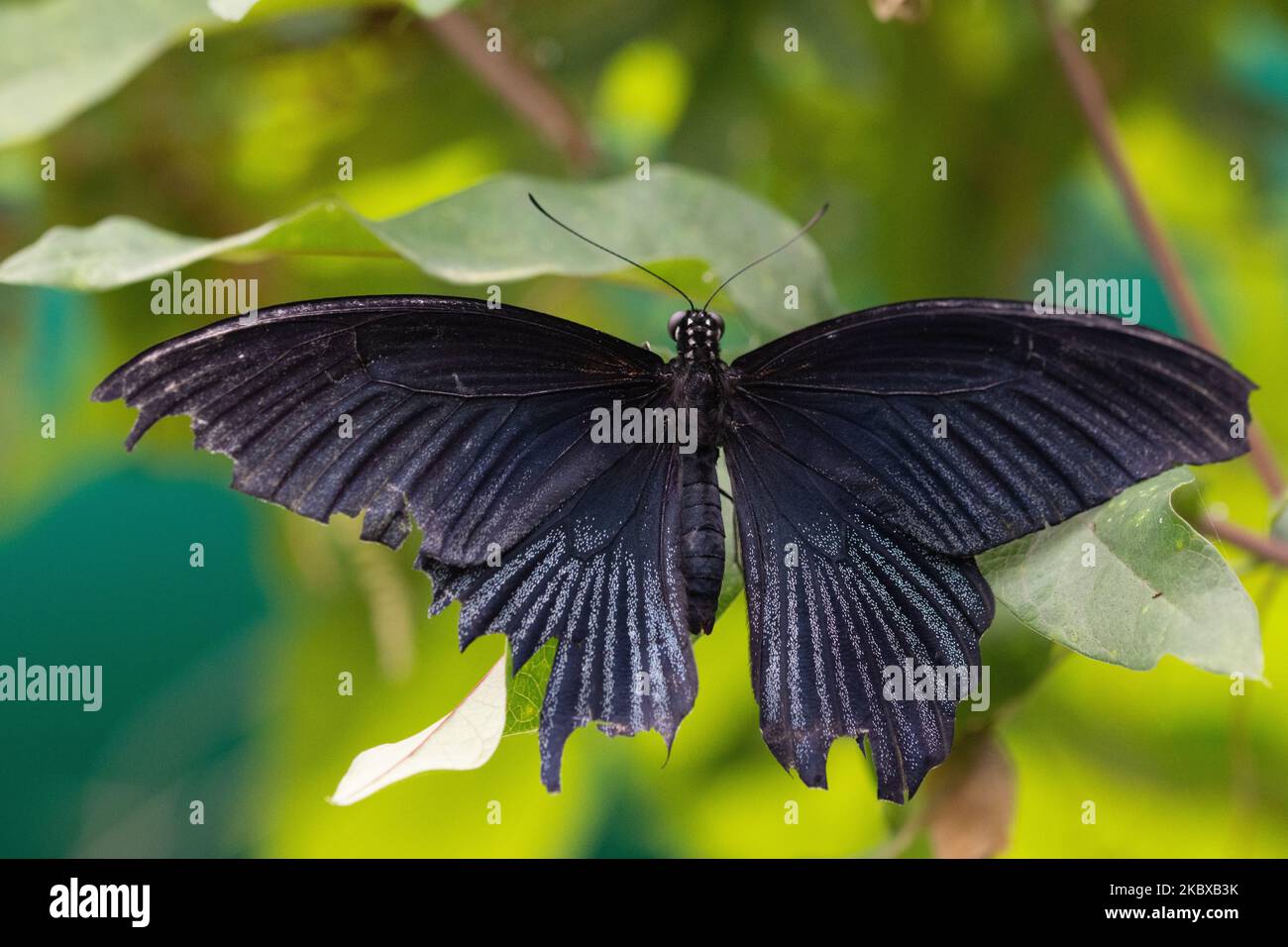 A closeup shot of the great Mormon (Papilio memnon) butterfly sitting ...