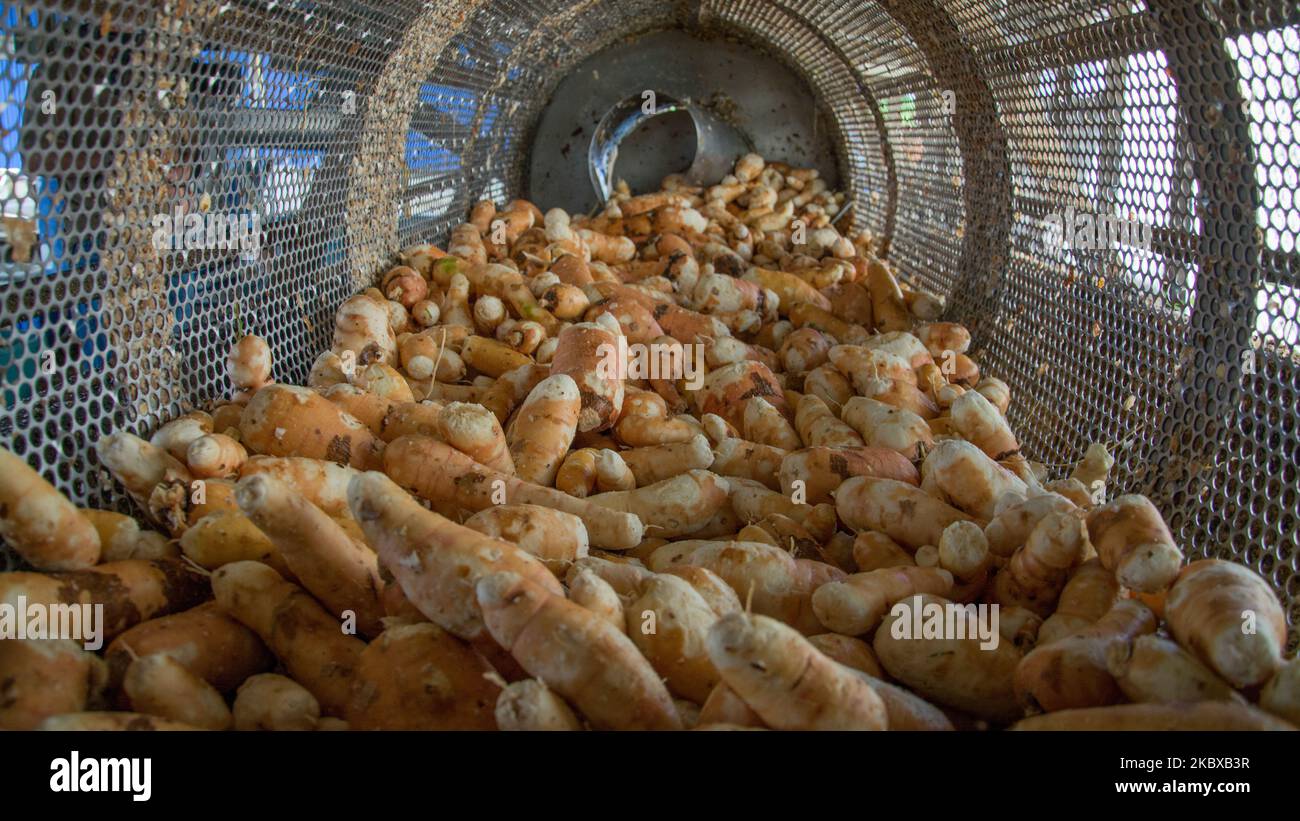Cassava factory hi-res stock photography and images - Alamy