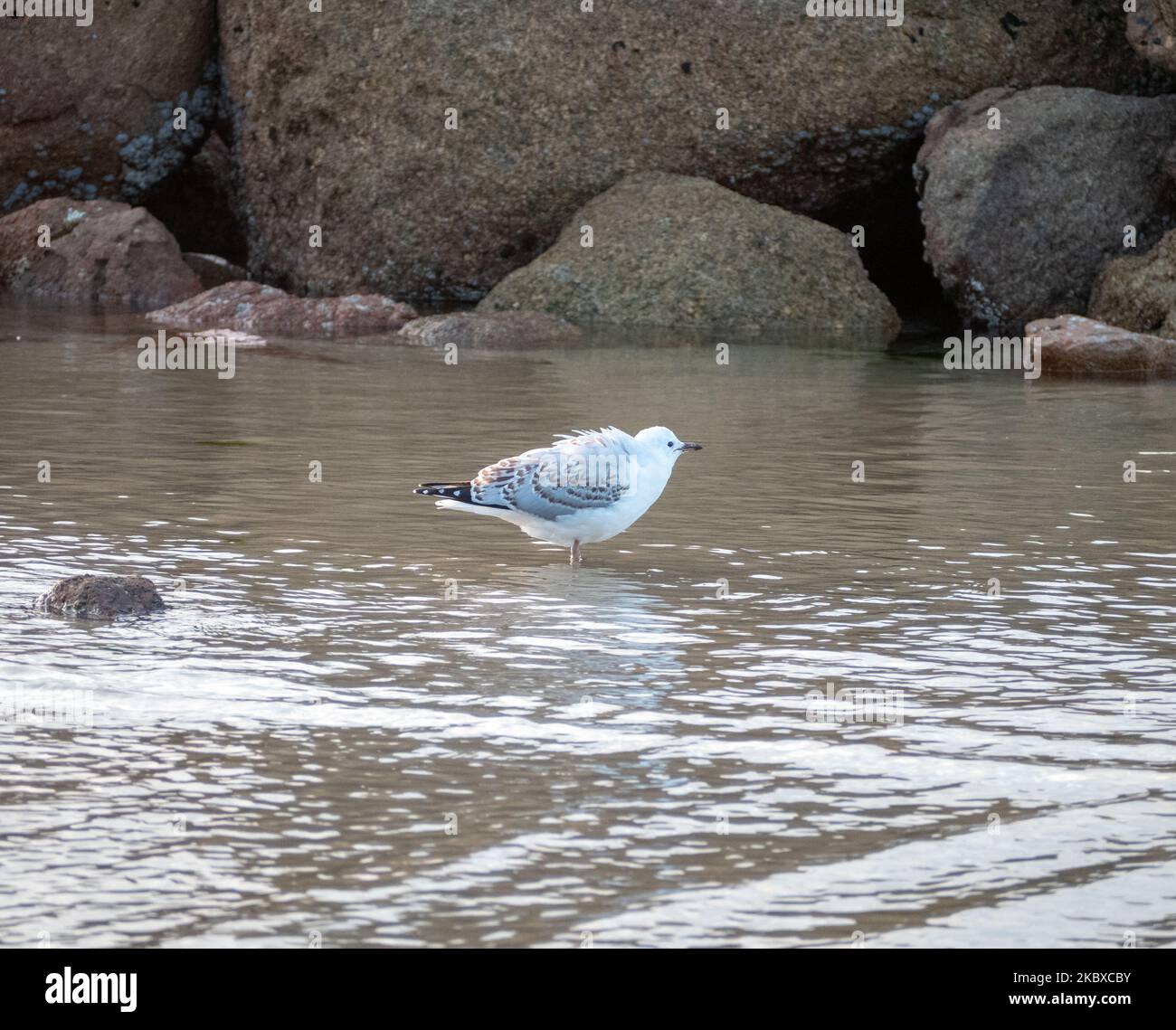 A closeup of a Red-billed gull standing in a water Stock Photo - Alamy