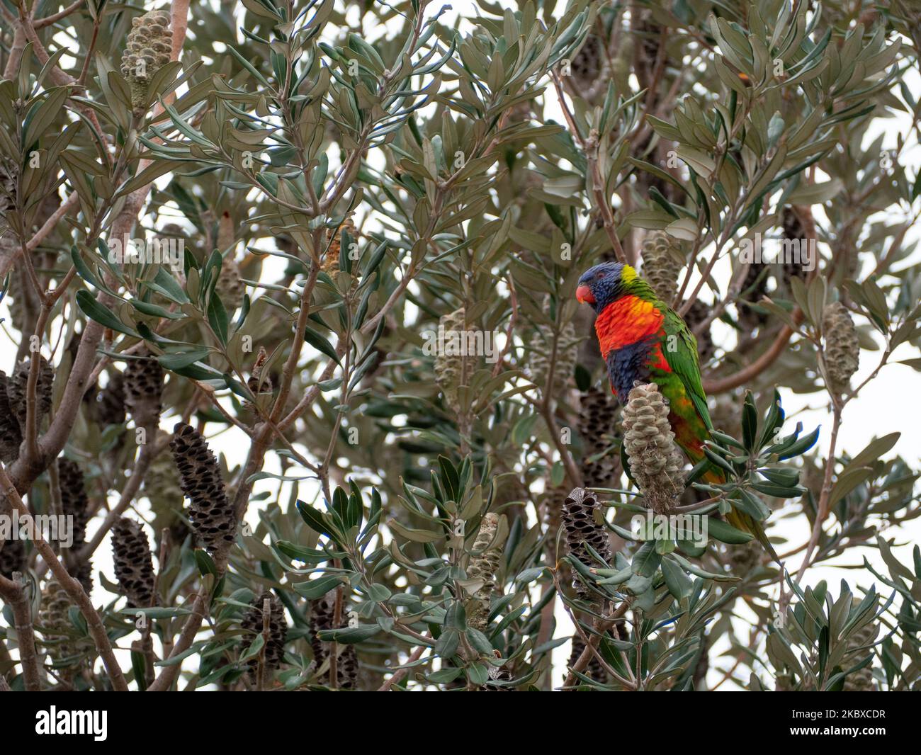 A Shallow focus of Loriini parrot perched on a tree against a gray sky ...
